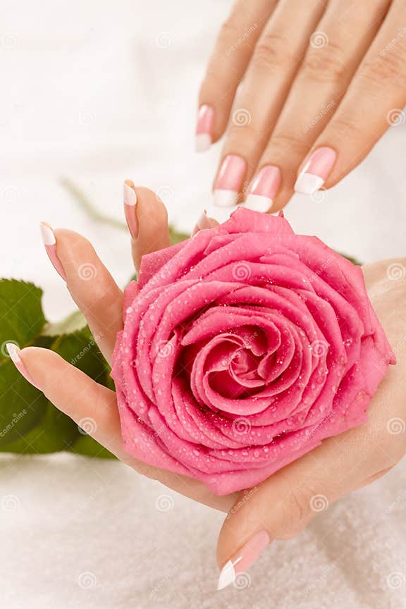 Manos con una rosa foto de archivo. Imagen de nana, manicura - 17974778