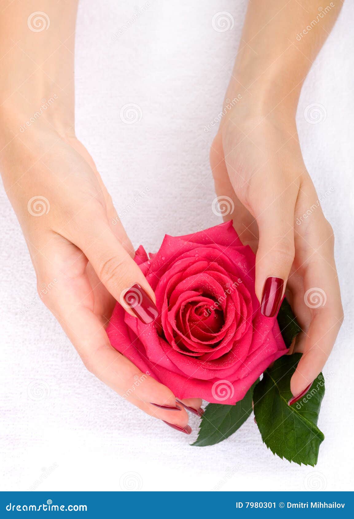 Manos con una rosa imagen de archivo. Imagen de piel, salud - 7980301