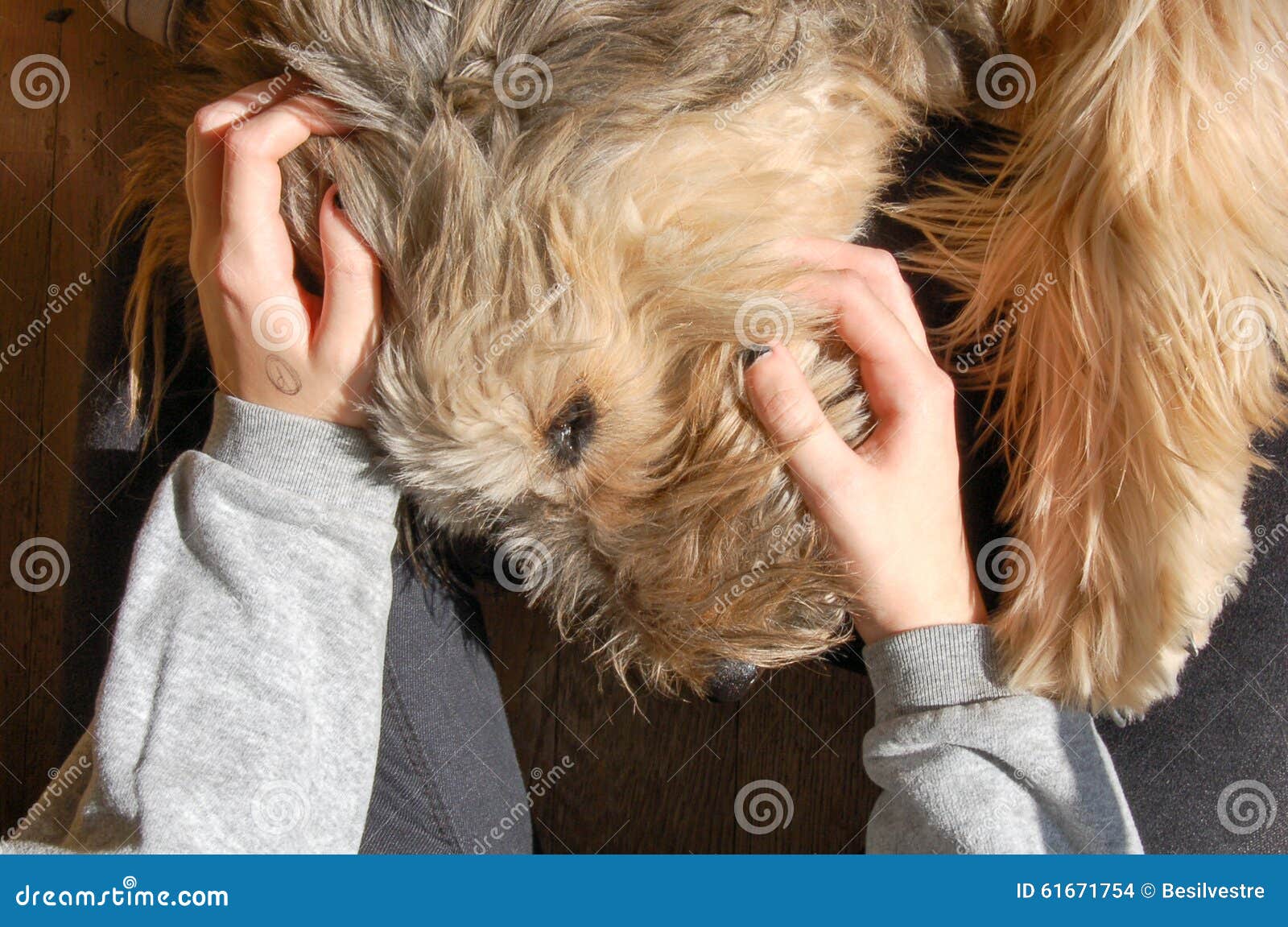 Manos Que Acarician Un Perro Foto de archivo - Imagen de picar, pelo ...