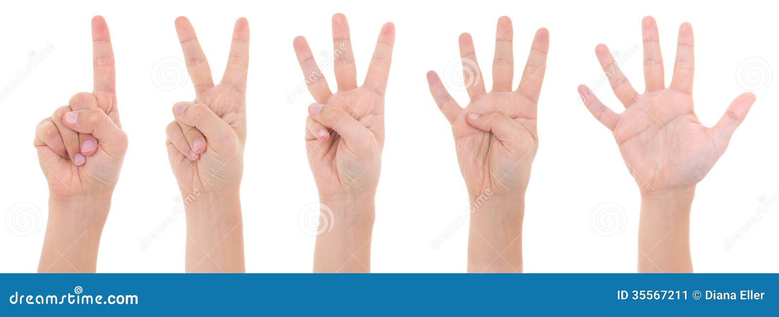 Manos Que Cuentan a Partir La Uno a Cinco Aislados En El Fondo Blanco ... Manos Que Cuentan a Partir La Uno a Cinco Aislados En El Fondo Blanco ...