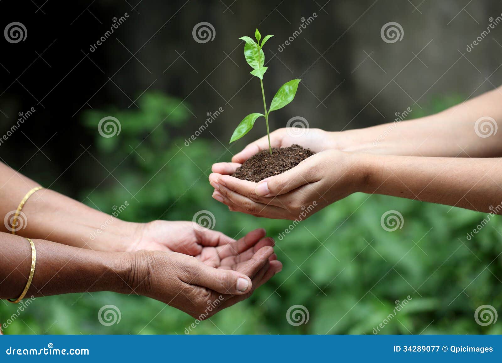 Manos que dan una planta imagen de archivo. Imagen de éxito - 34289077