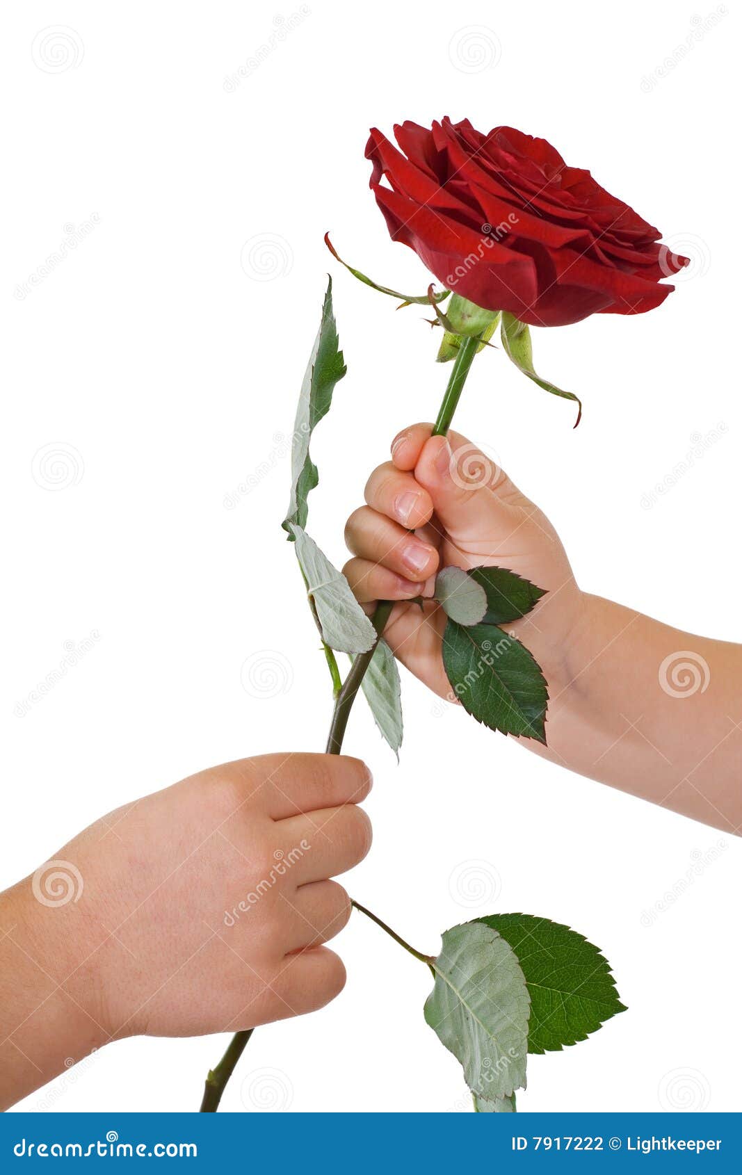 Manos Que Dan Y Que Reciben Una Flor Foto de archivo - Imagen de rosa ...