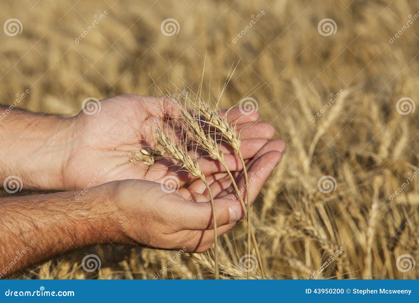Manos que sostienen trigo foto de archivo. Imagen de granja - 43950200