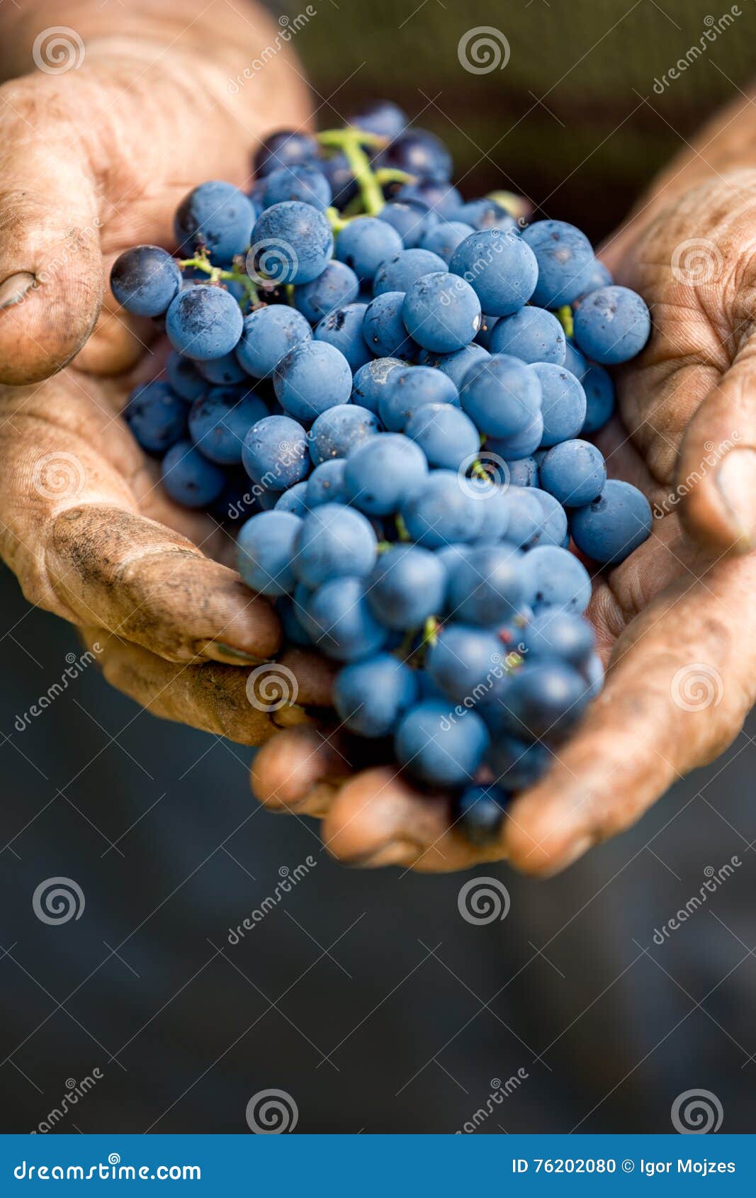 Manos Que Sostienen Un Manojo De Uvas Foto de archivo - Imagen de sano ...