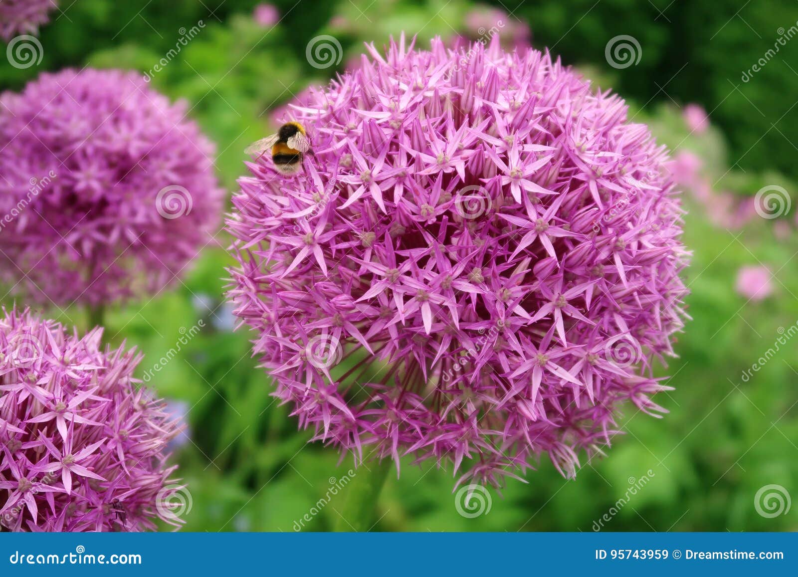 Manosee La Abeja En Una Flor Rosada Redonda Imagen de archivo - Imagen ...