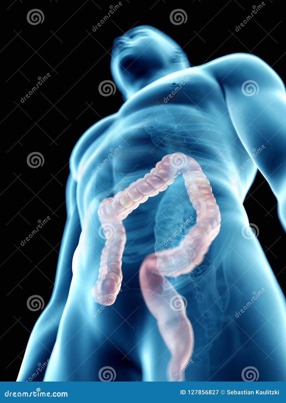 A Mans Colon Stock Illustration Illustration Of Accurate 127856827