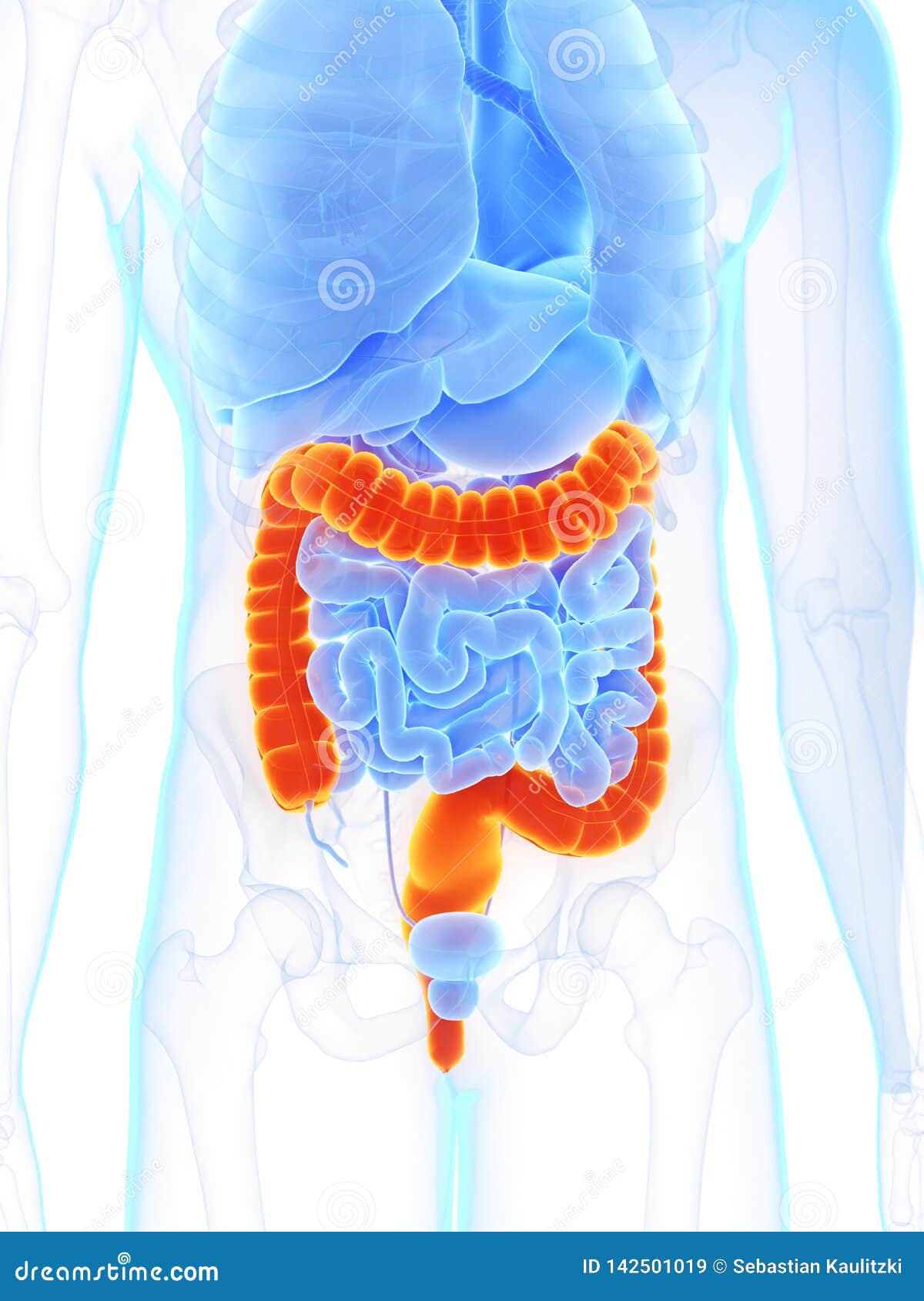 A Mans Colon Stock Illustration Illustration Of Anatomical 142501019