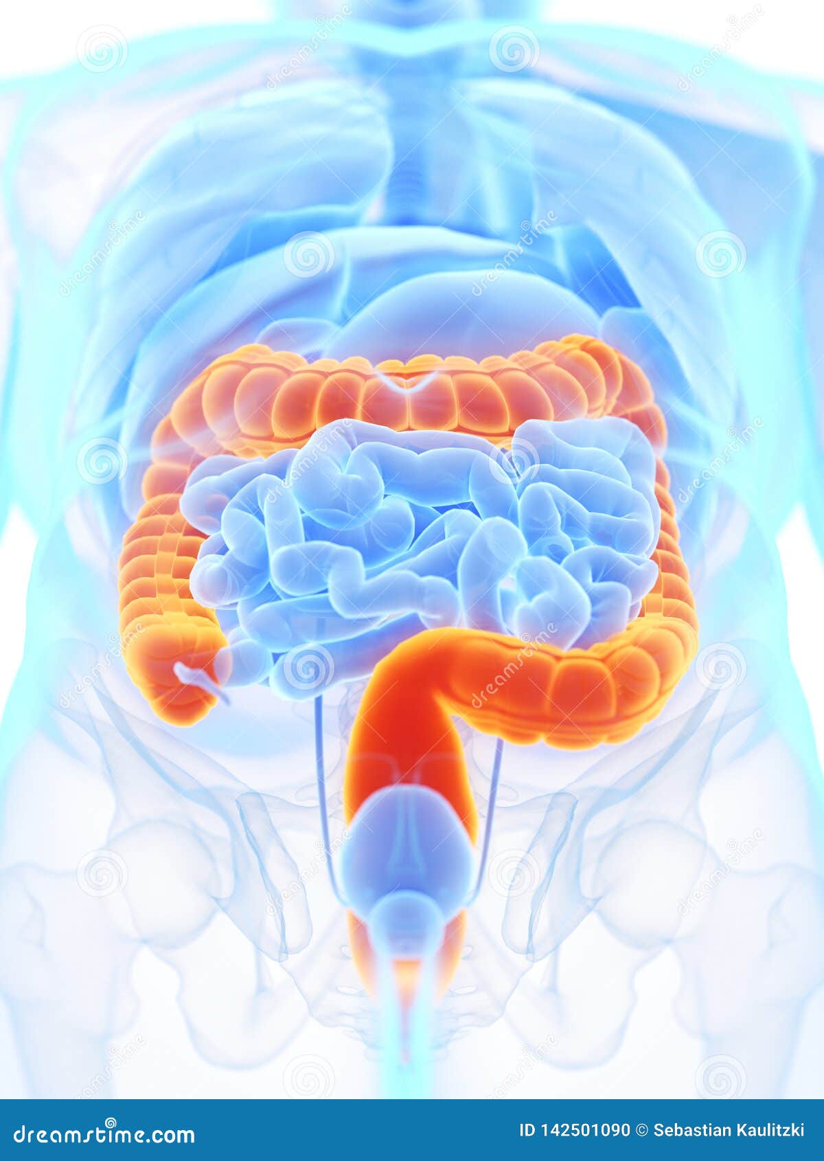 A Mans Colon Stock Illustration Illustration Of Internal 142501090