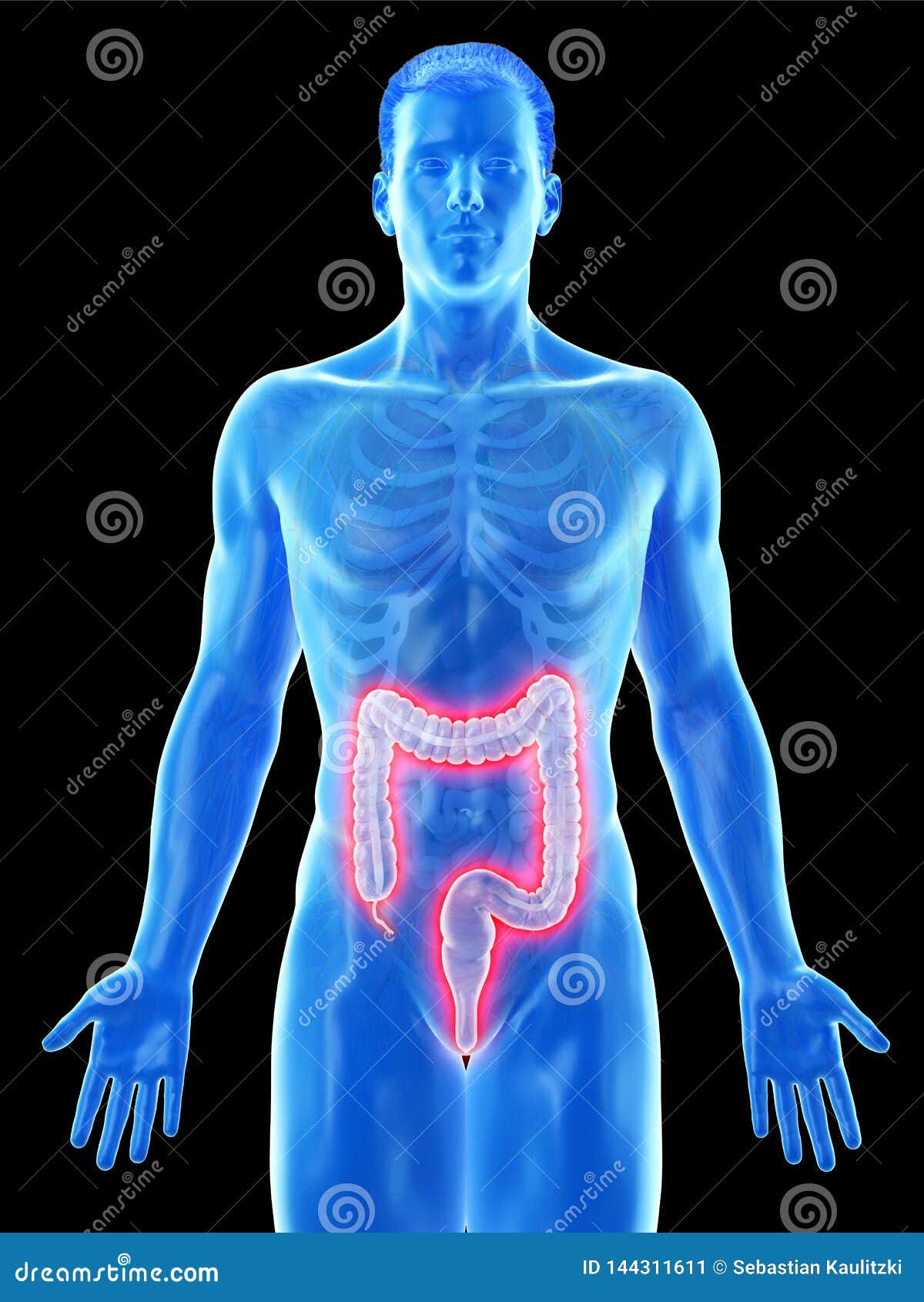 A Mans Colon Stock Illustration Illustration Of Ascending 144311611
