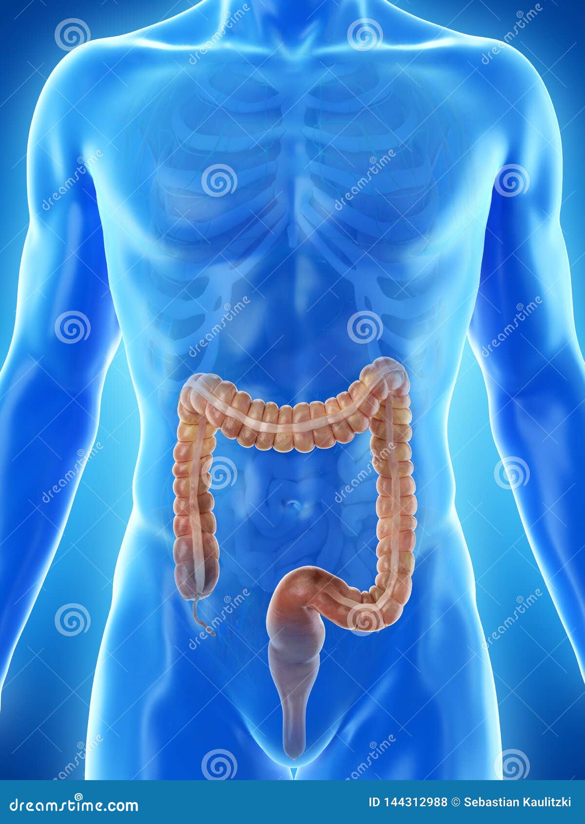 A mans colon stock illustration. Illustration of cecum - 144312988