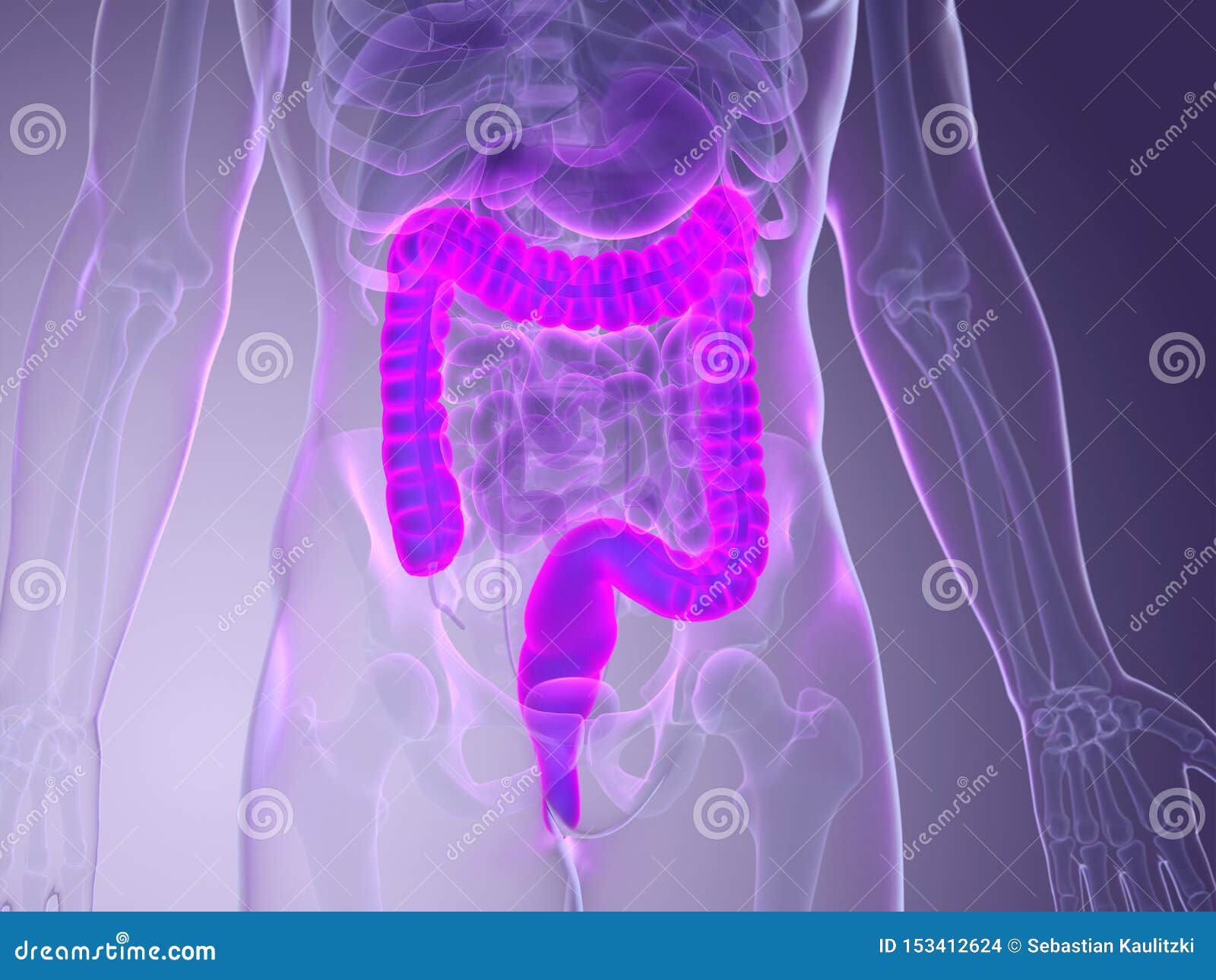 A mans colon stock illustration. Illustration of medical - 153412624
