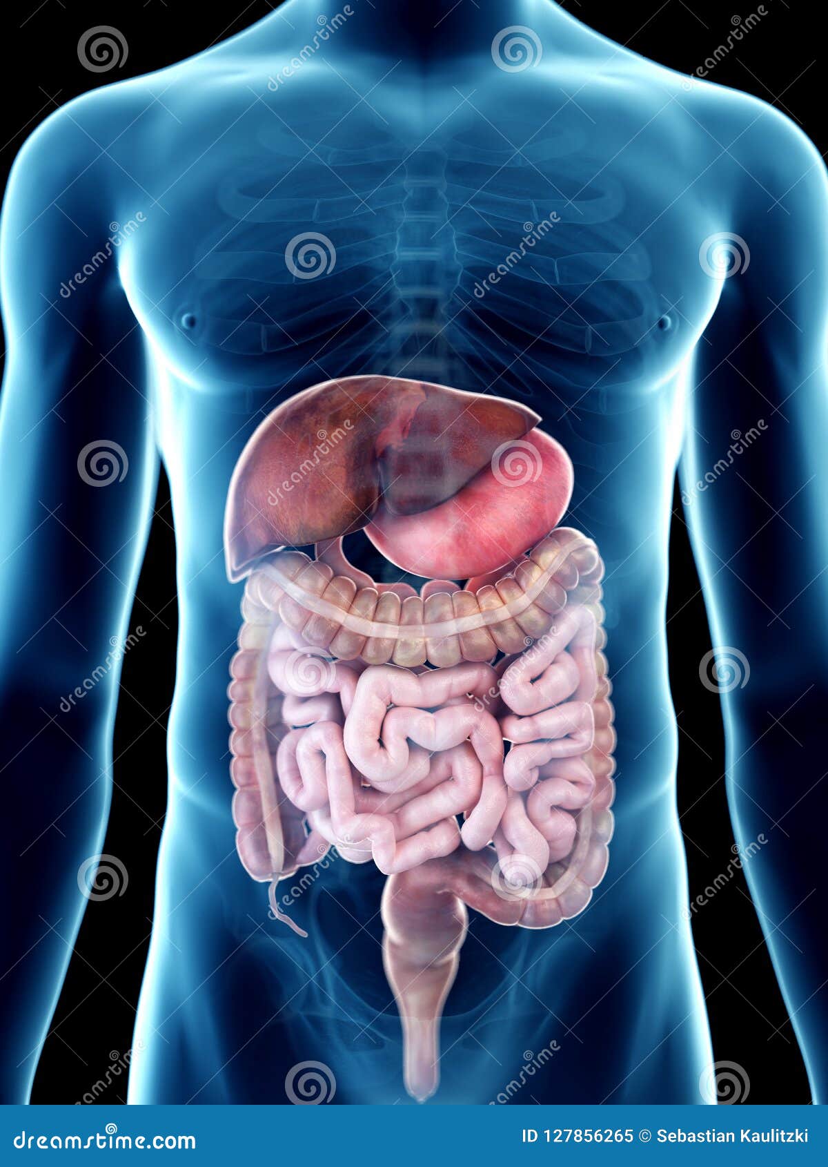 An Old Mans Digestive System Stock Illustration | CartoonDealer.com ...