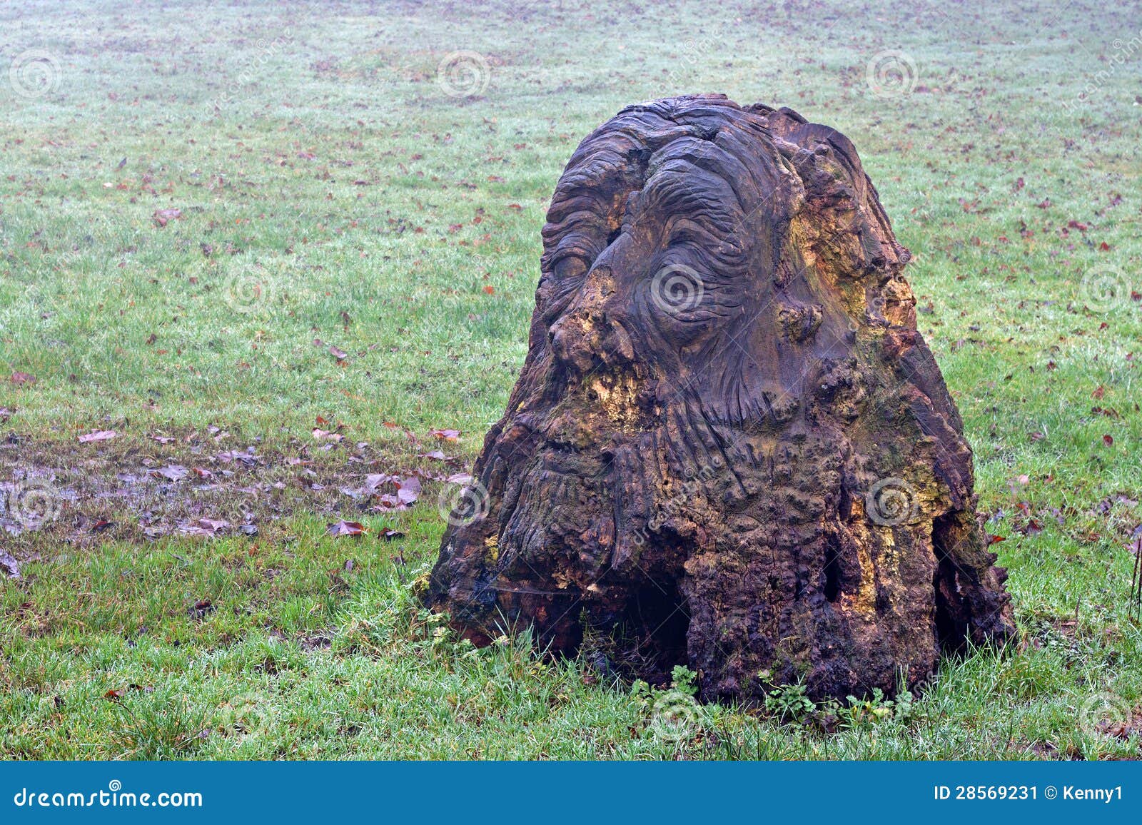 Mans Face Carved into Tree Stump Stock Image - Image of park, carving ...