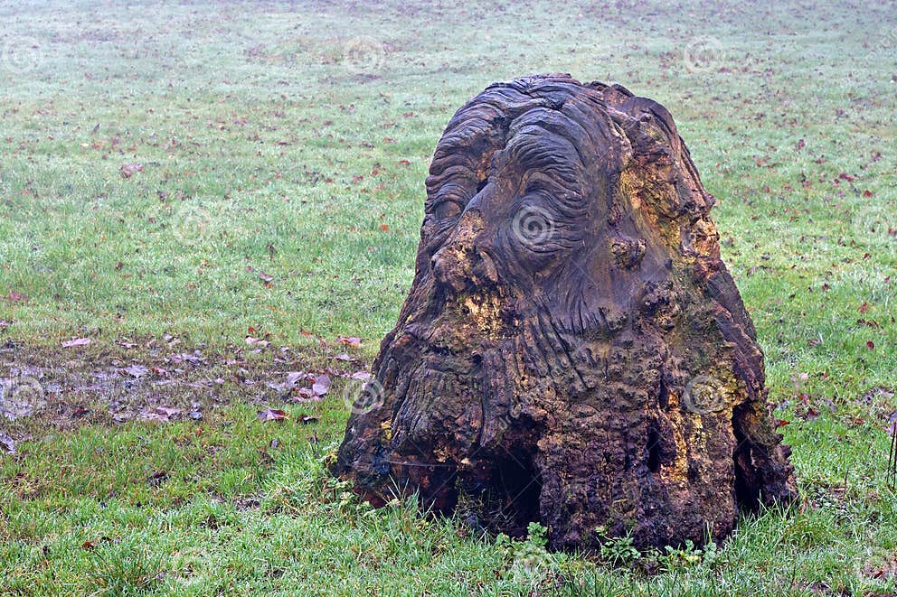 Mans Face Carved into Tree Stump Stock Image - Image of park, carving ...
