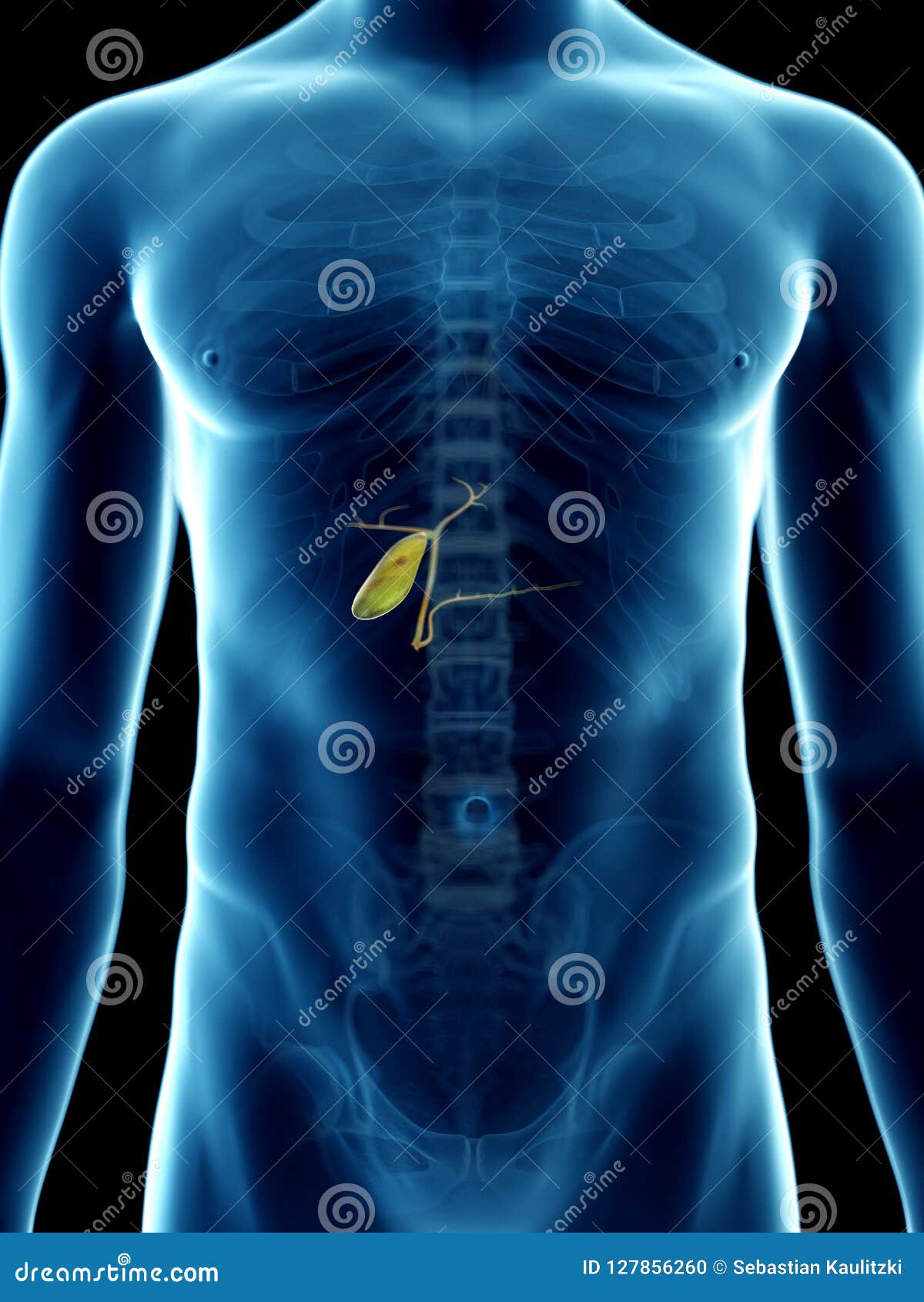 A mans gallbladder stock illustration. Illustration of gallbladder ...