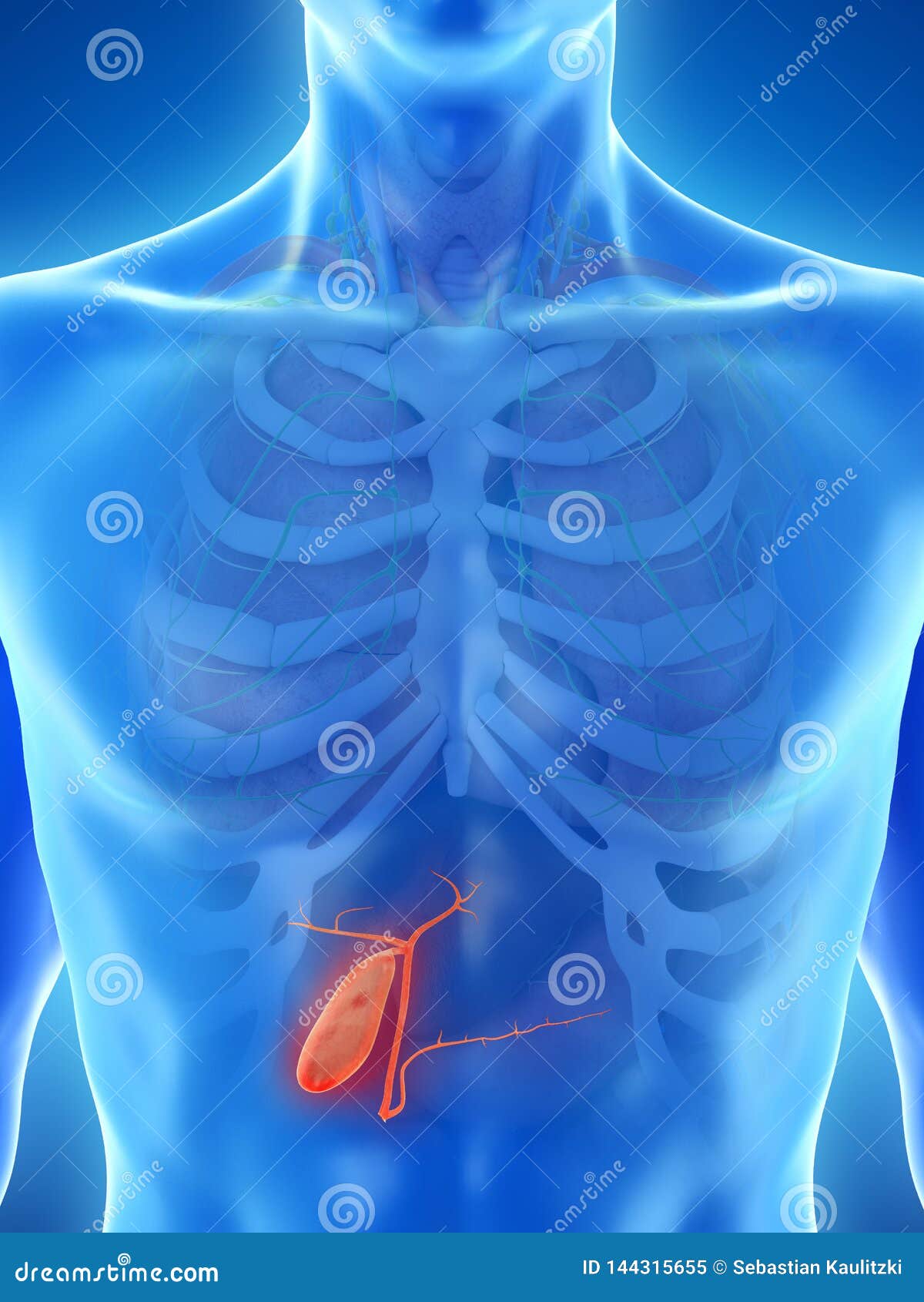 A mans gallbladder stock illustration. Illustration of health - 144315655