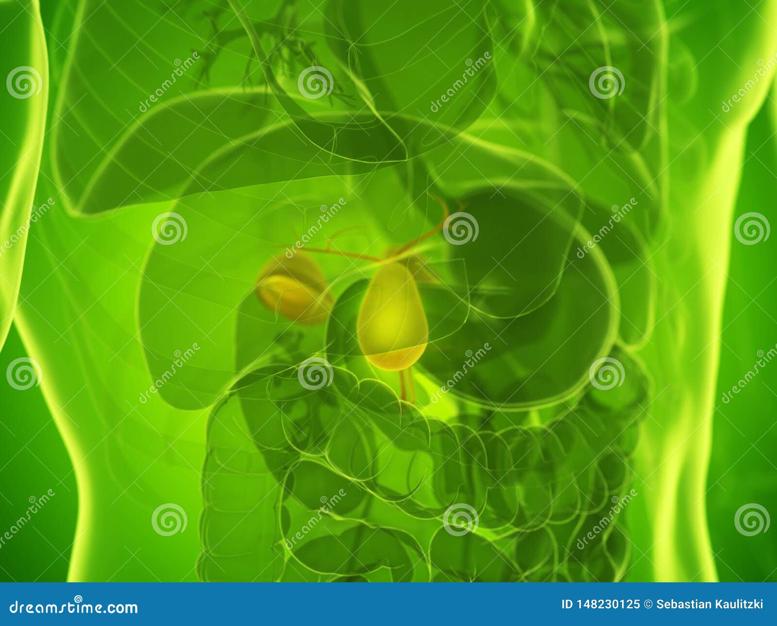 A mans gallbladder stock illustration. Illustration of body - 148230125
