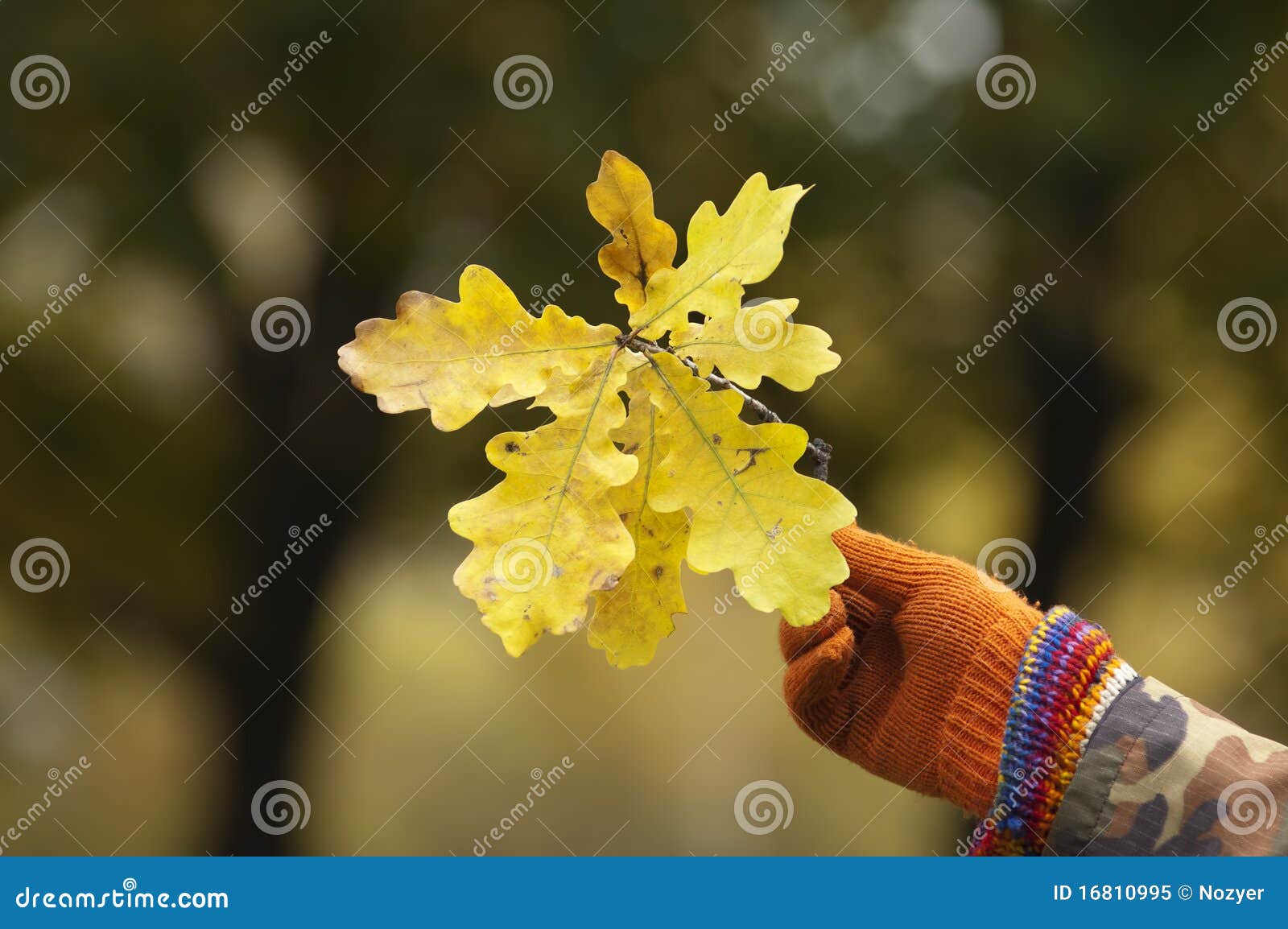 Mans Hand Holding Oak Leaves Stock Image - Image of holding, forest ...