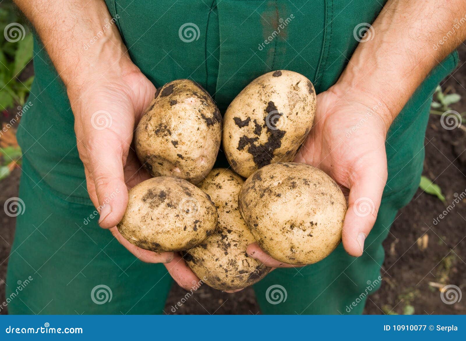 Mans Hands Holding Dug Potatoes Stock Image - Image of earth ...