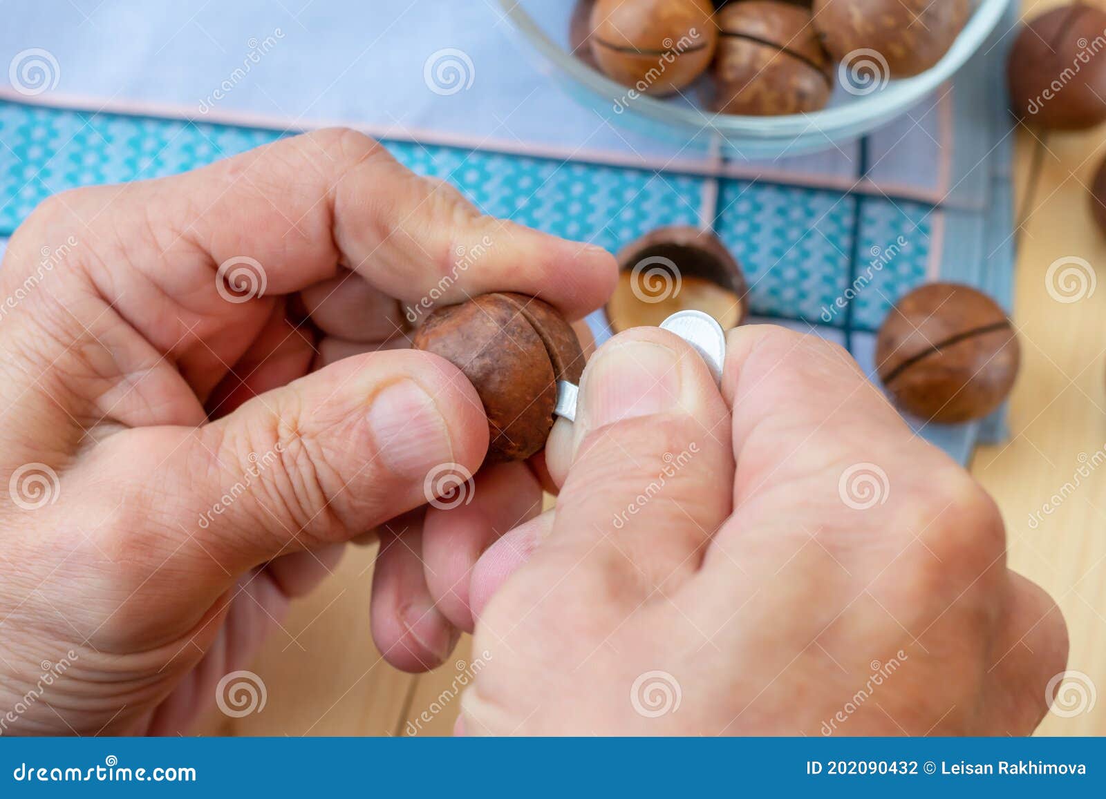 Mans Hands Opening Australian Nuts Also Known As Macadamia with Key ...