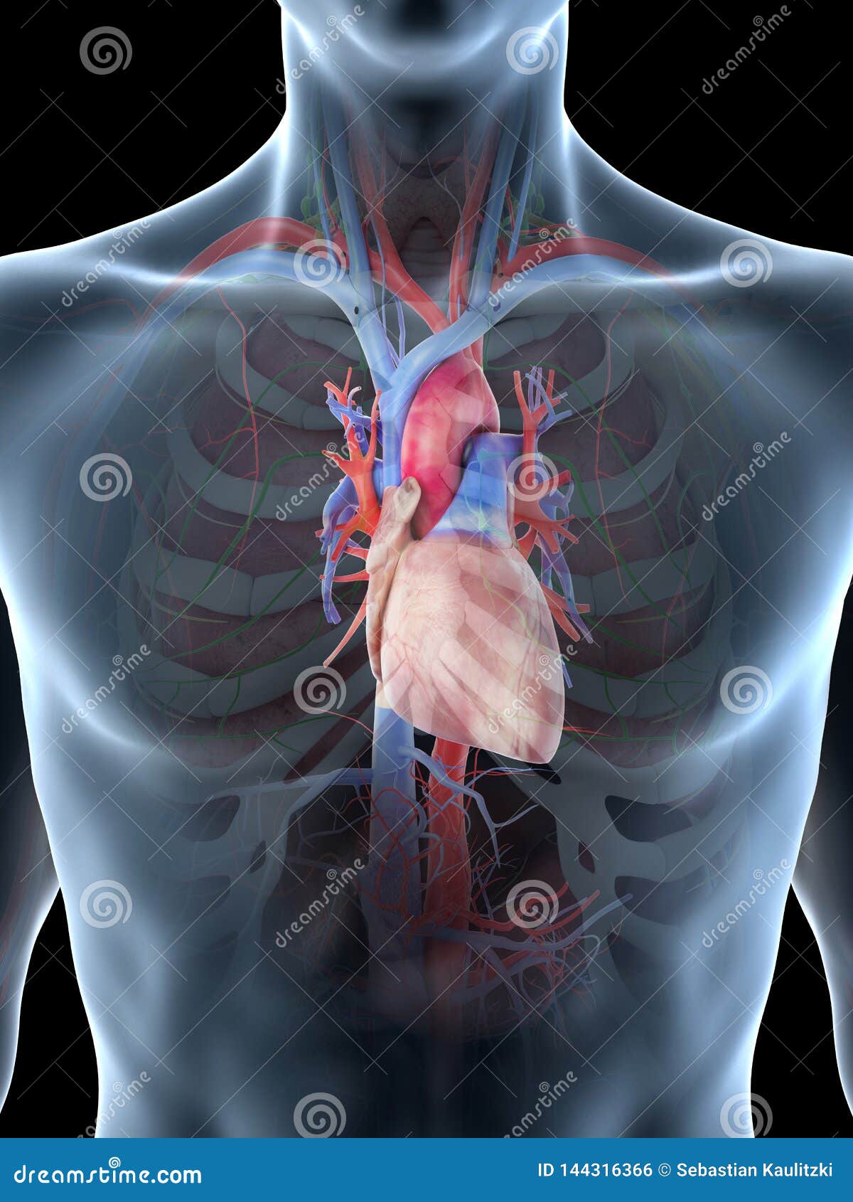 A mans heart stock illustration. Illustration of medical - 144316366