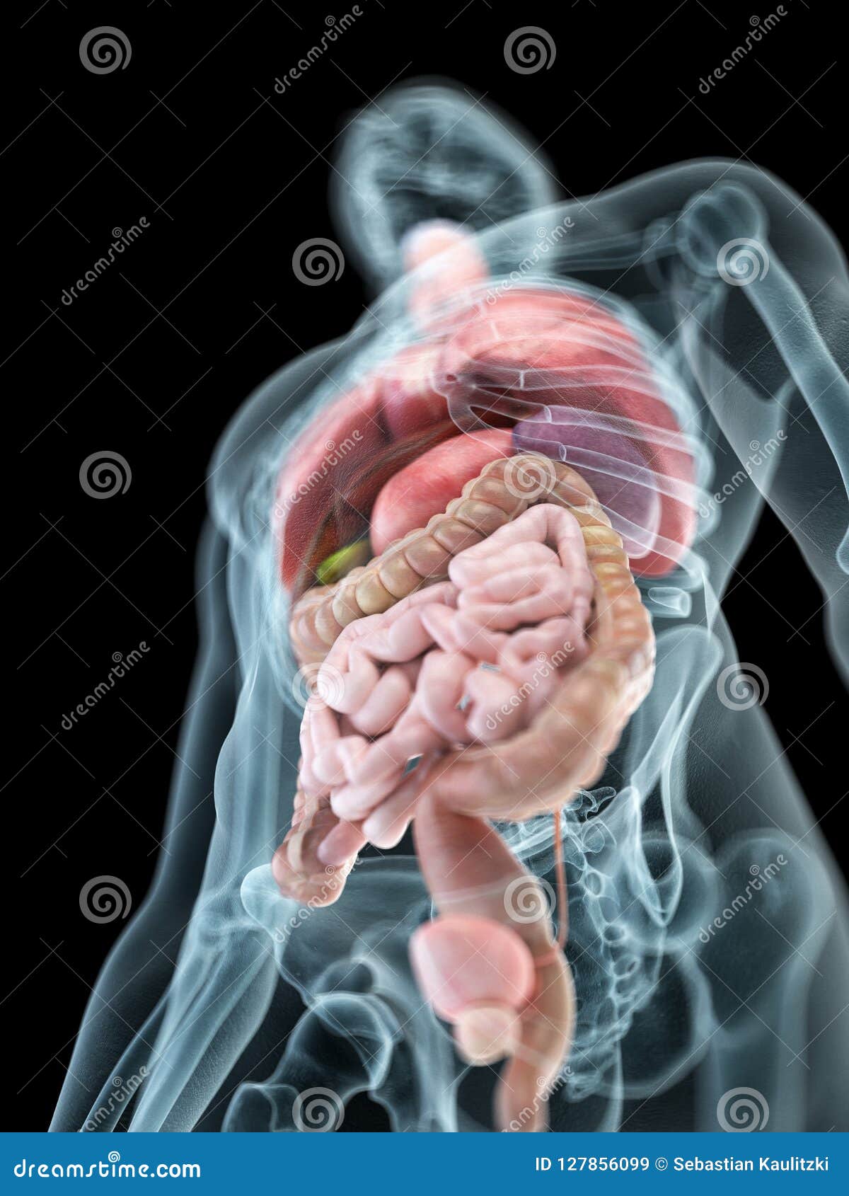 A mans internal organs stock illustration. Illustration of digestive ...