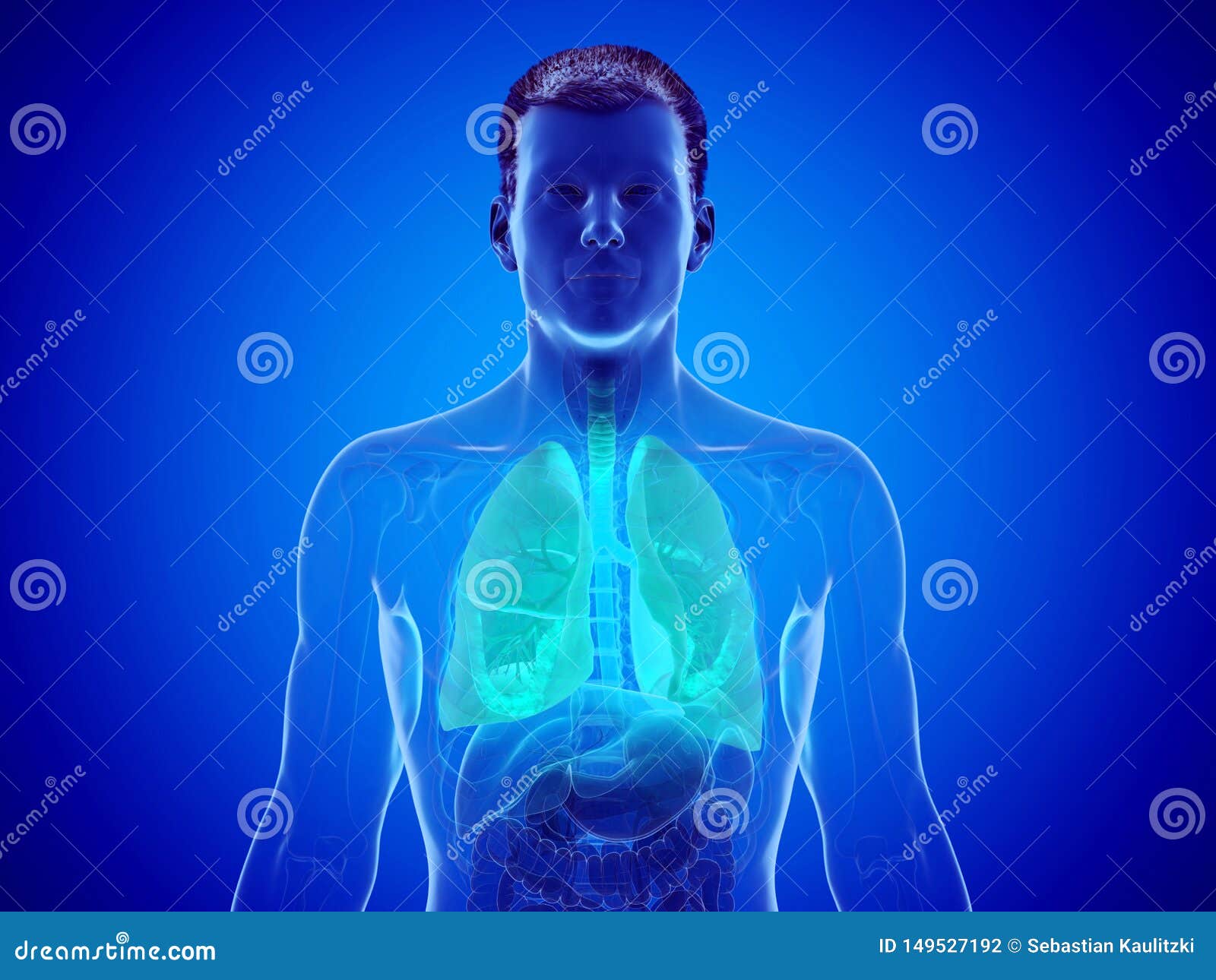 A mans lung stock illustration. Illustration of anatomy - 149527192