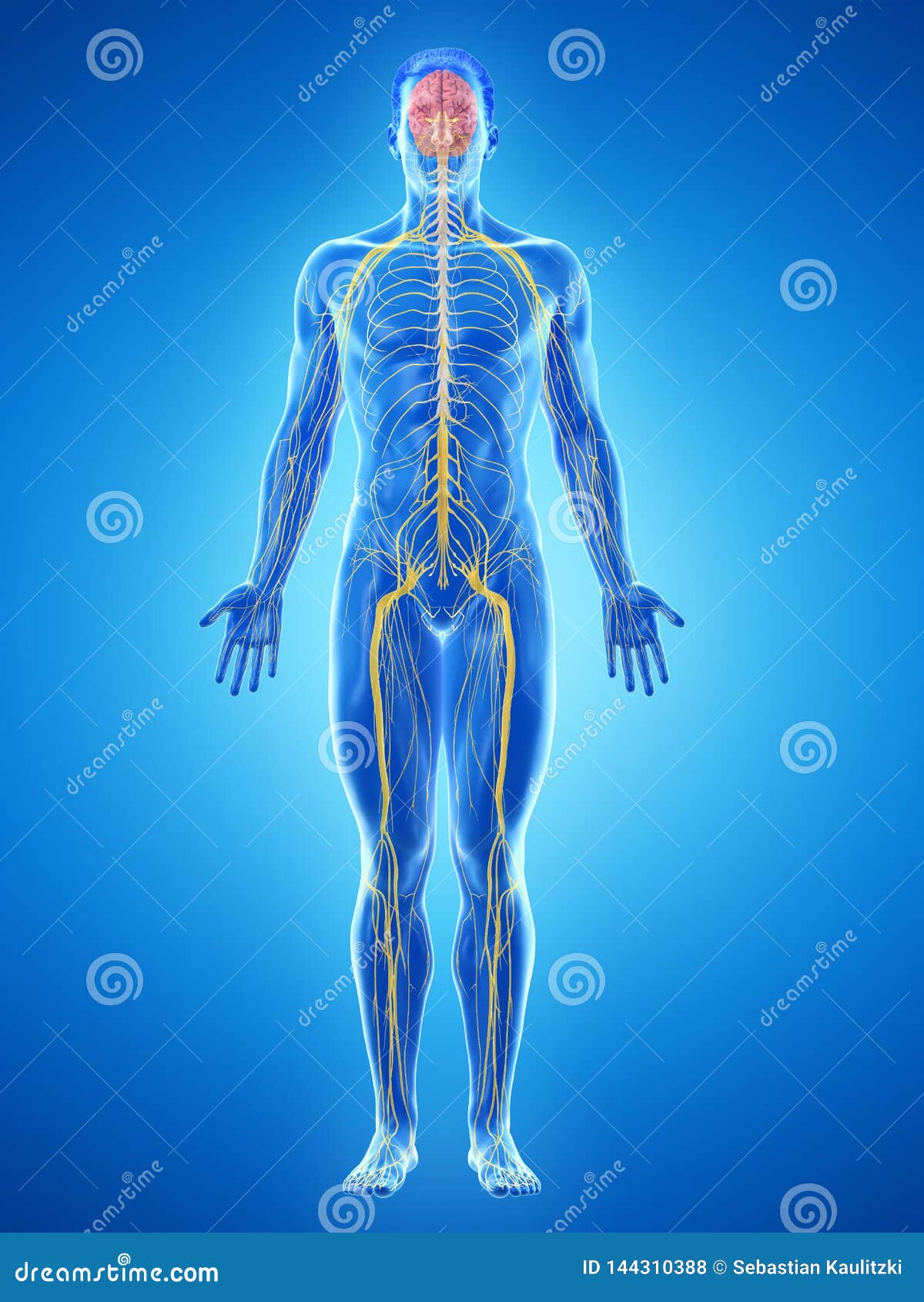 A mans nerves stock illustration. Illustration of limbic - 144310388