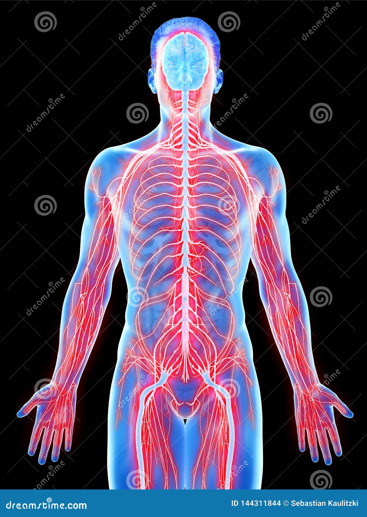 A mans nervous system stock illustration. Illustration of human - 144311844
