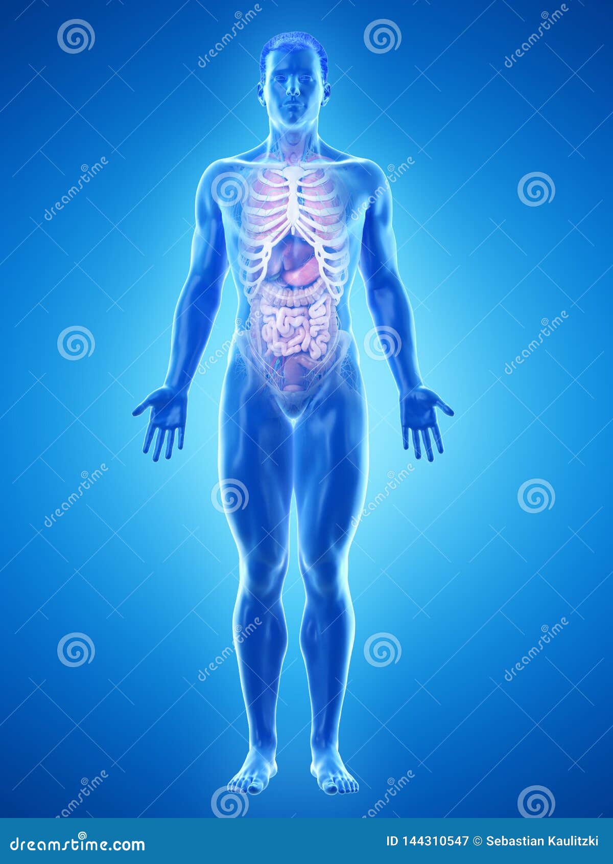 A mans organs stock illustration. Illustration of internal - 144310547