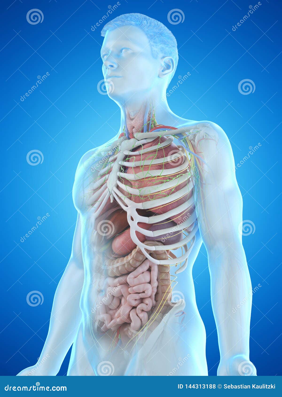 A mans organs stock illustration. Illustration of medical - 144313188