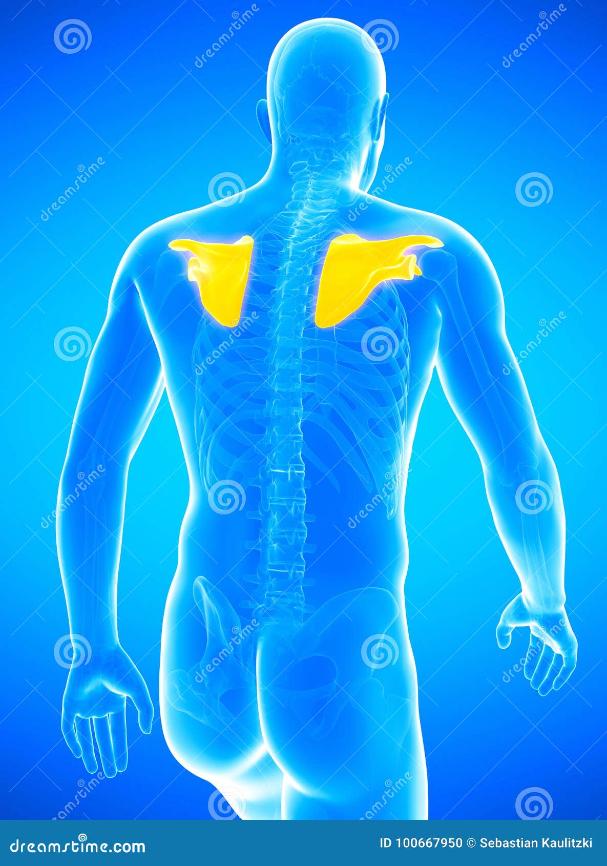A mans shoulder blades stock illustration. Illustration of science ...