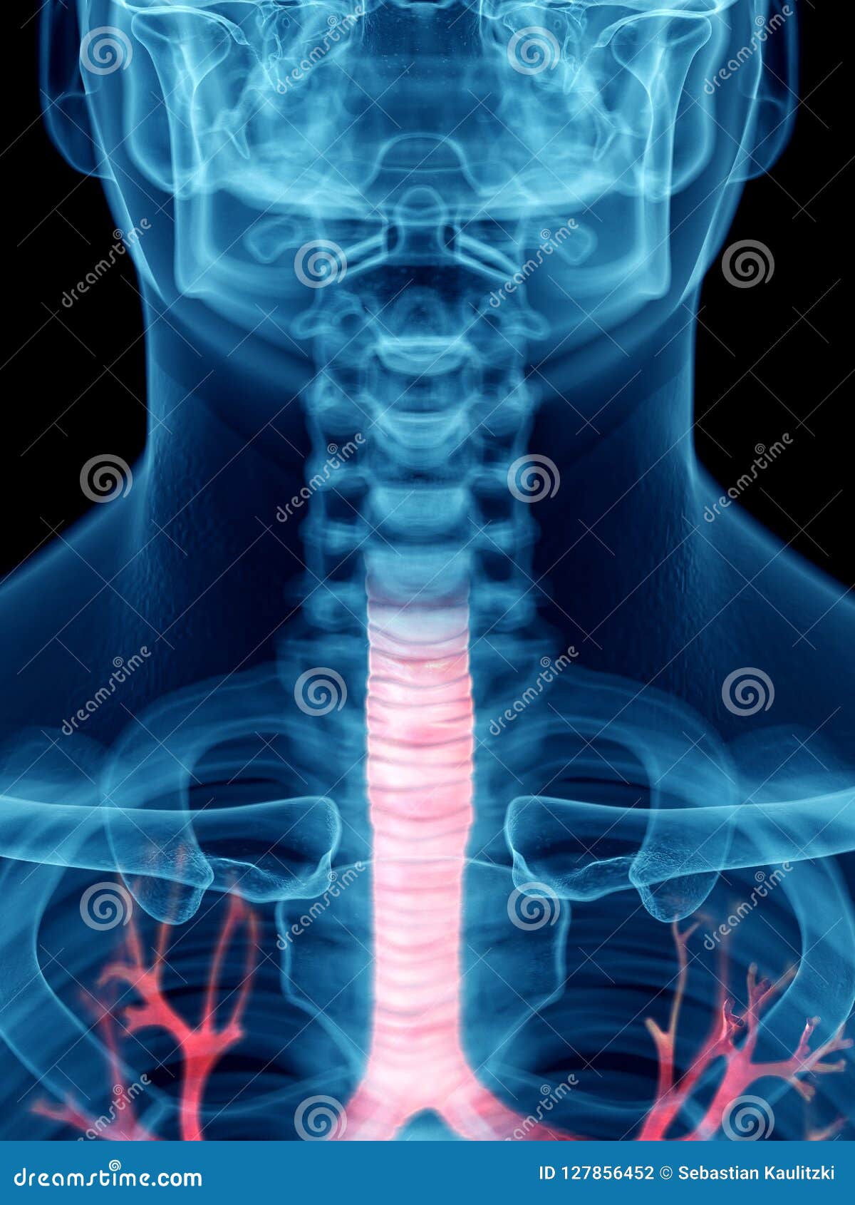 A mans trachea stock illustration. Illustration of medical - 127856452