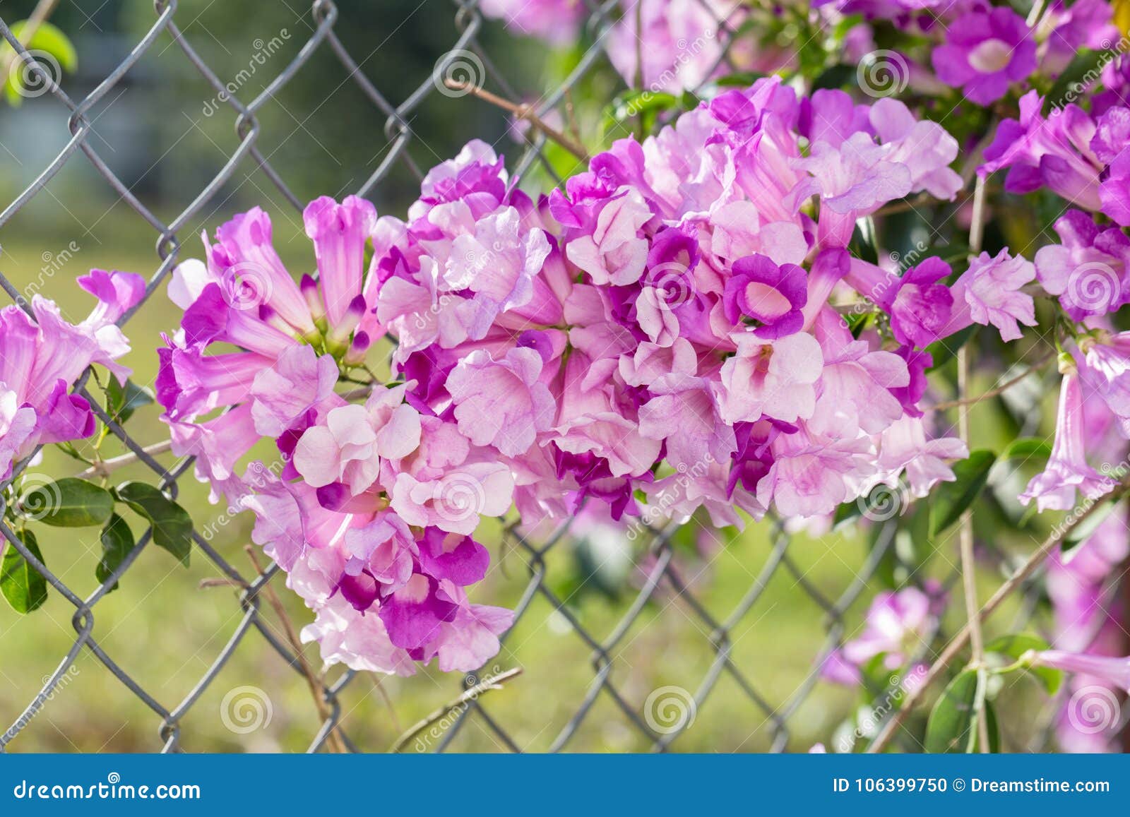 Mansoa Alliacea or Garlic Vine. Garlic Vine Blooming. Stock Photo ...