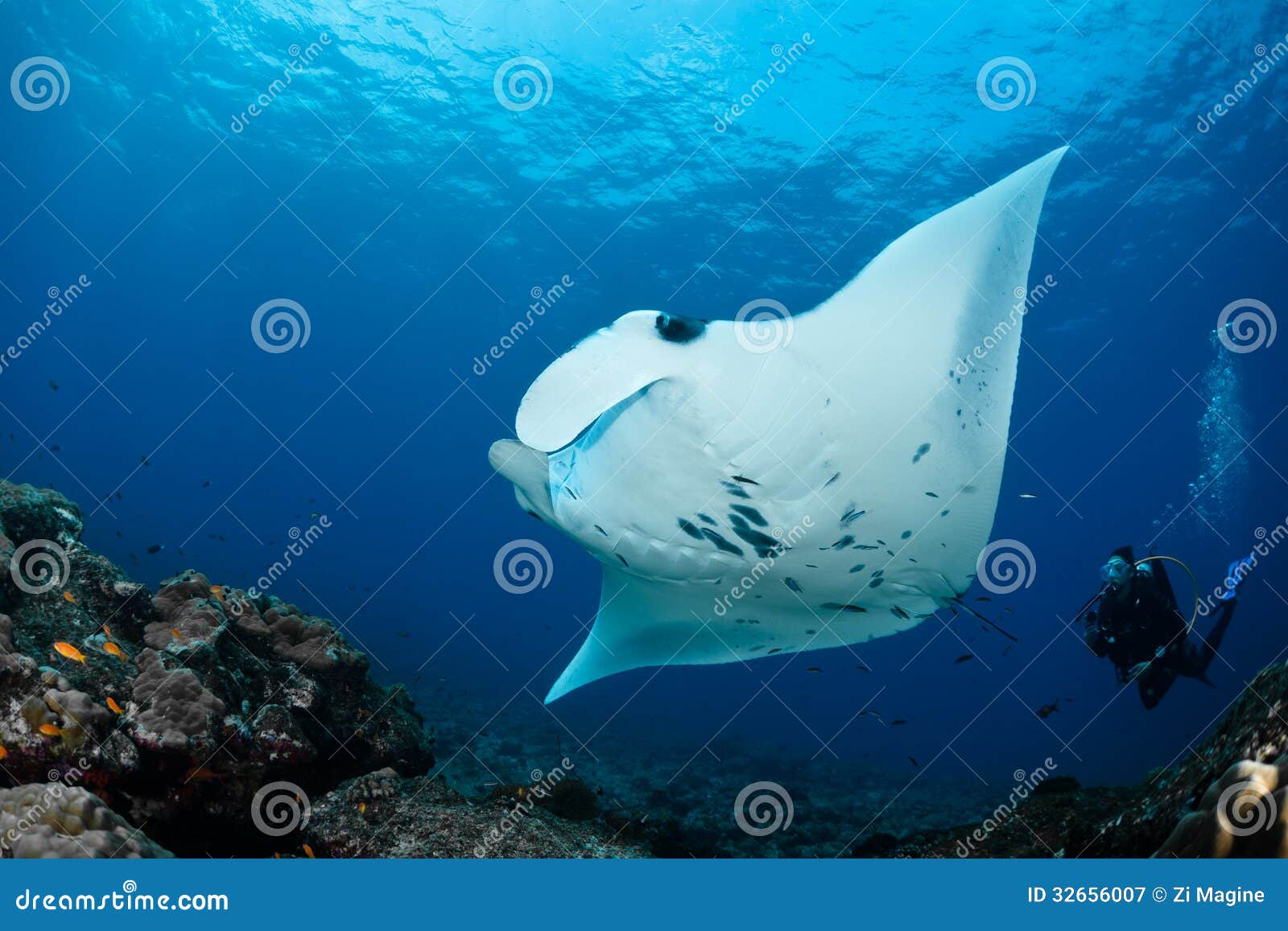 Manta immagine stock. Immagine di maldive, subacqueo - 32656007