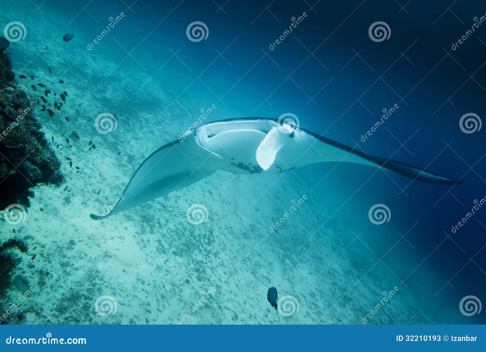 Manta Underwater In The Blue Ocean Background Royalty-Free Stock ...