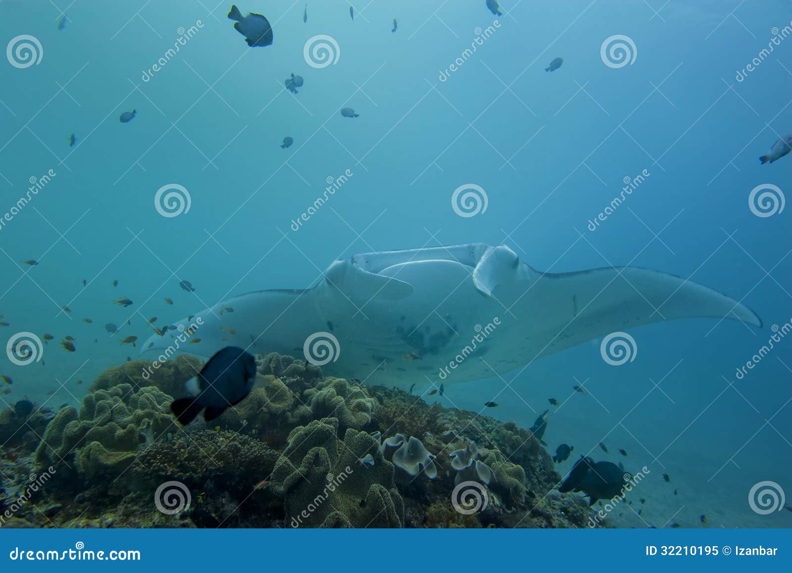 Manta Underwater In The Blue Ocean Background Royalty-Free Stock ...