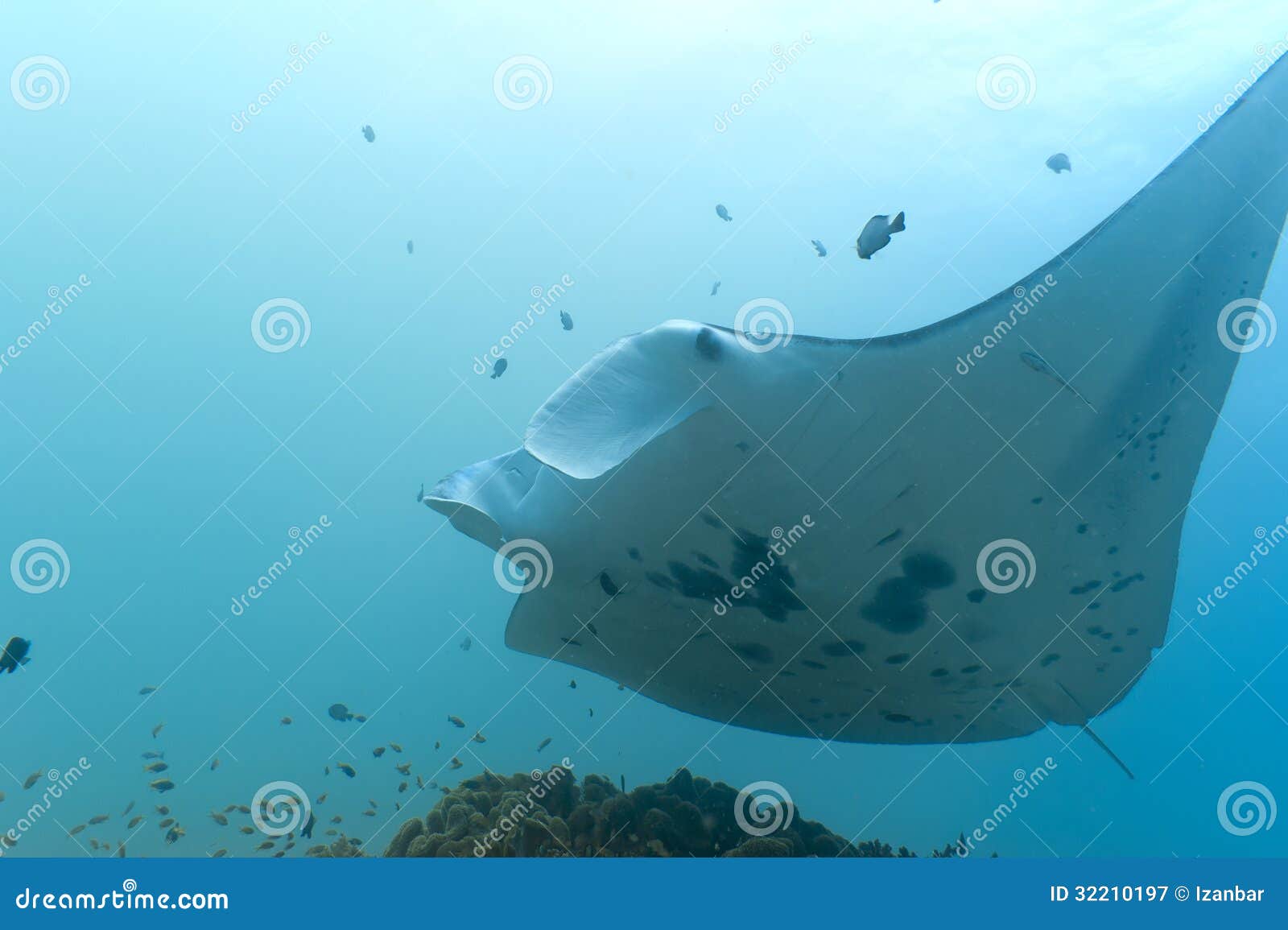 An Manta in the Blue Background Stock Image - Image of animal ...