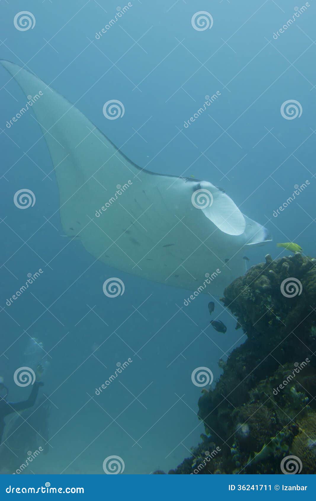 Manta In The Deep Blue Ocean Background Stock Image | CartoonDealer.com ...