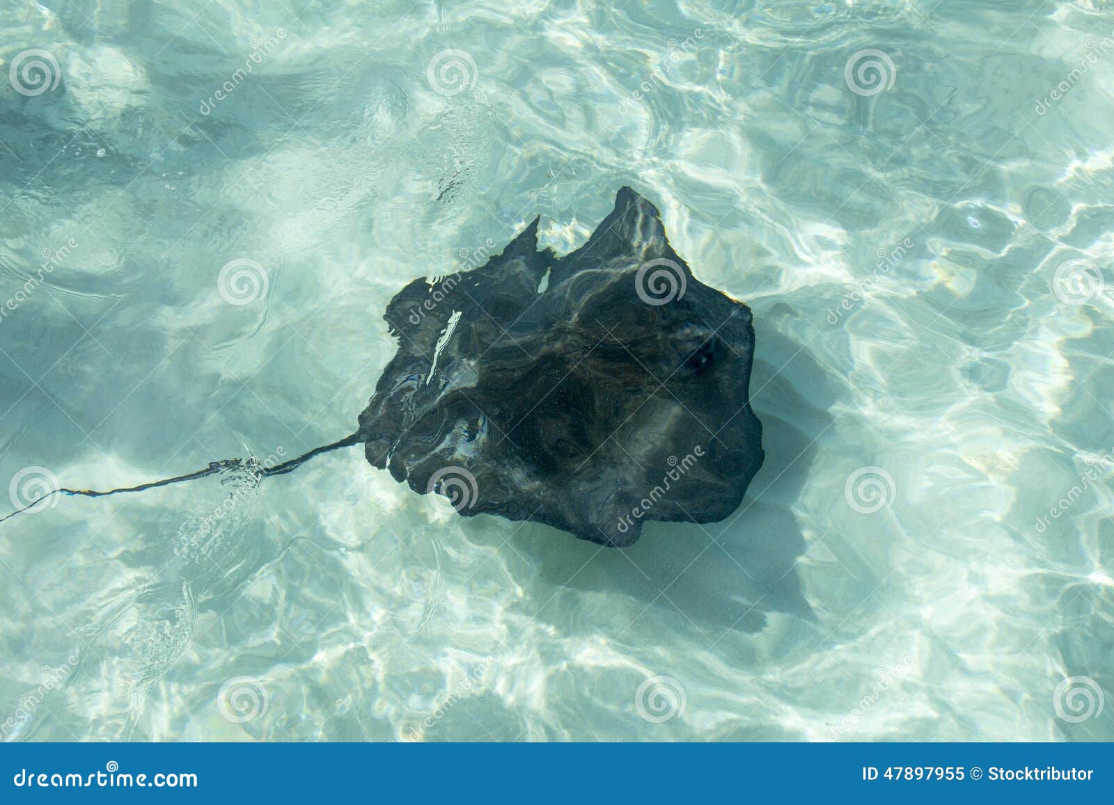 Manta fish stock image. Image of coastline, beach, navigable - 47897955