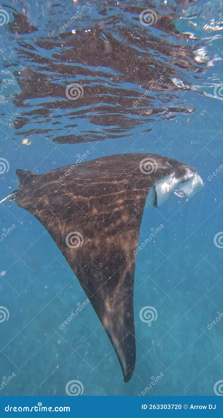 Manta fish stock photo. Image of bali, nusa, fish, manta - 263303720