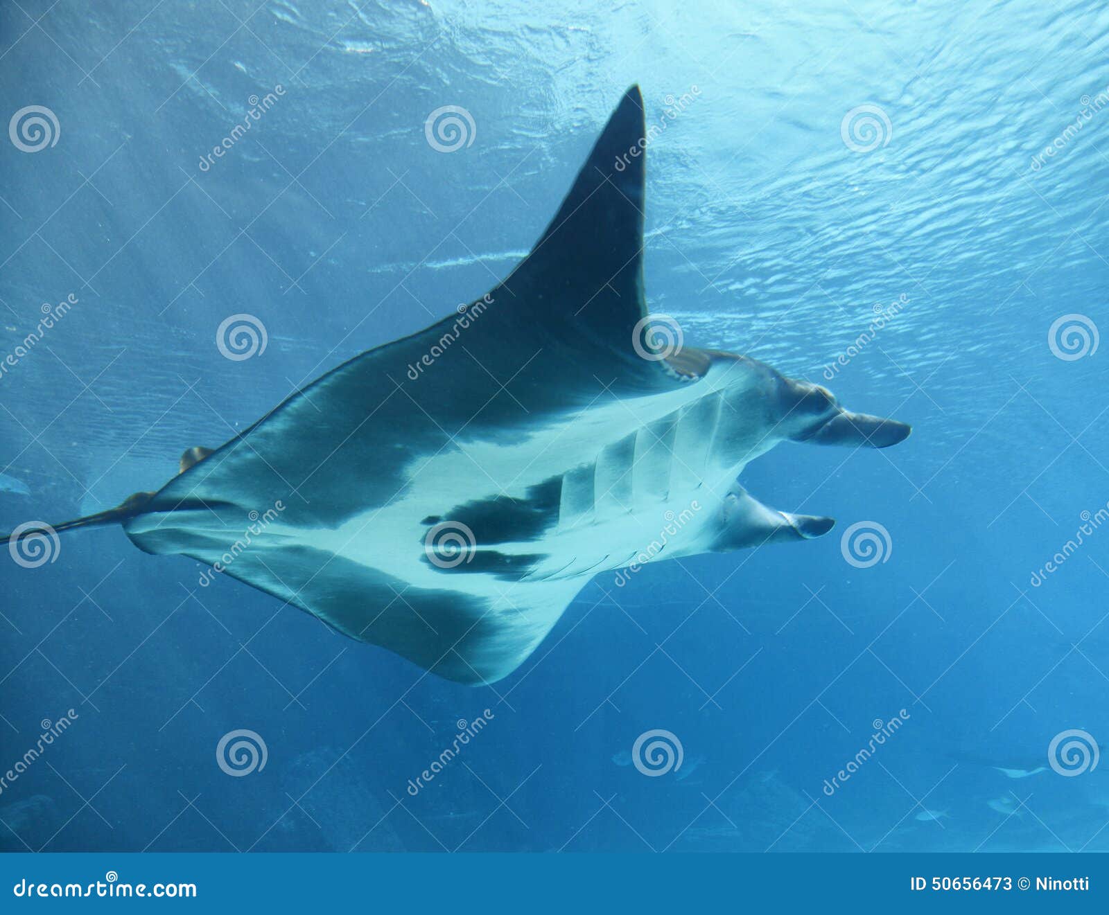 Manta fish stock image. Image of tropical, blue, deep - 50656473