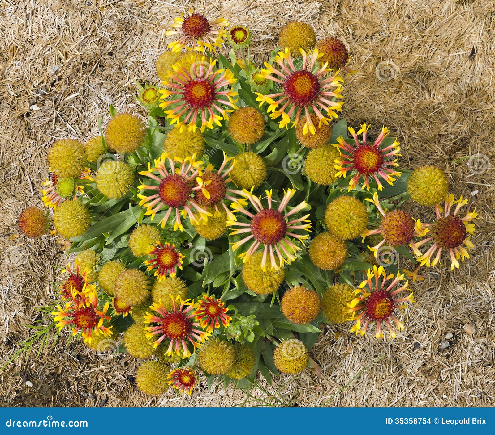 Manta india flourishing foto de archivo. Imagen de girasol - 35358754