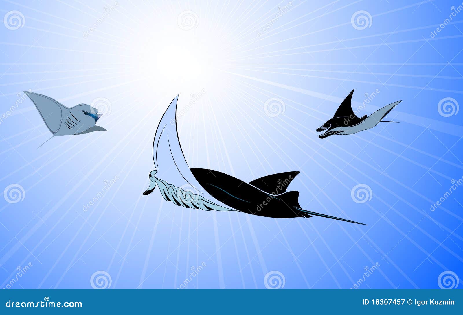 Manta Ray stock vector. Illustration of animal, nature - 18307457