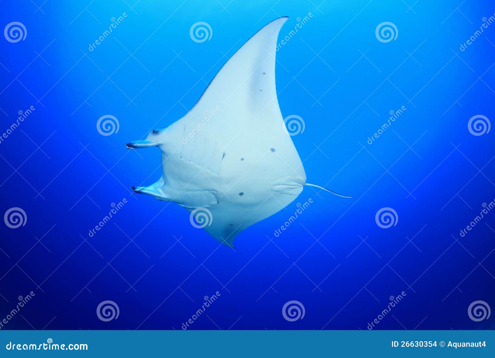 Manta ray stock photo. Image of elasmobranchs, fish, snorkeling - 26630354
