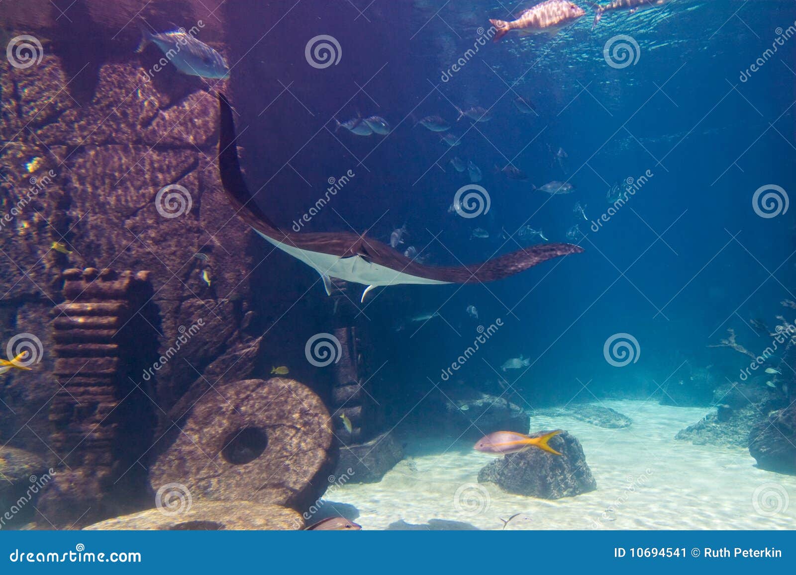 Manta Ray in Aquarium stock image. Image of bahamas, stingray - 10694541