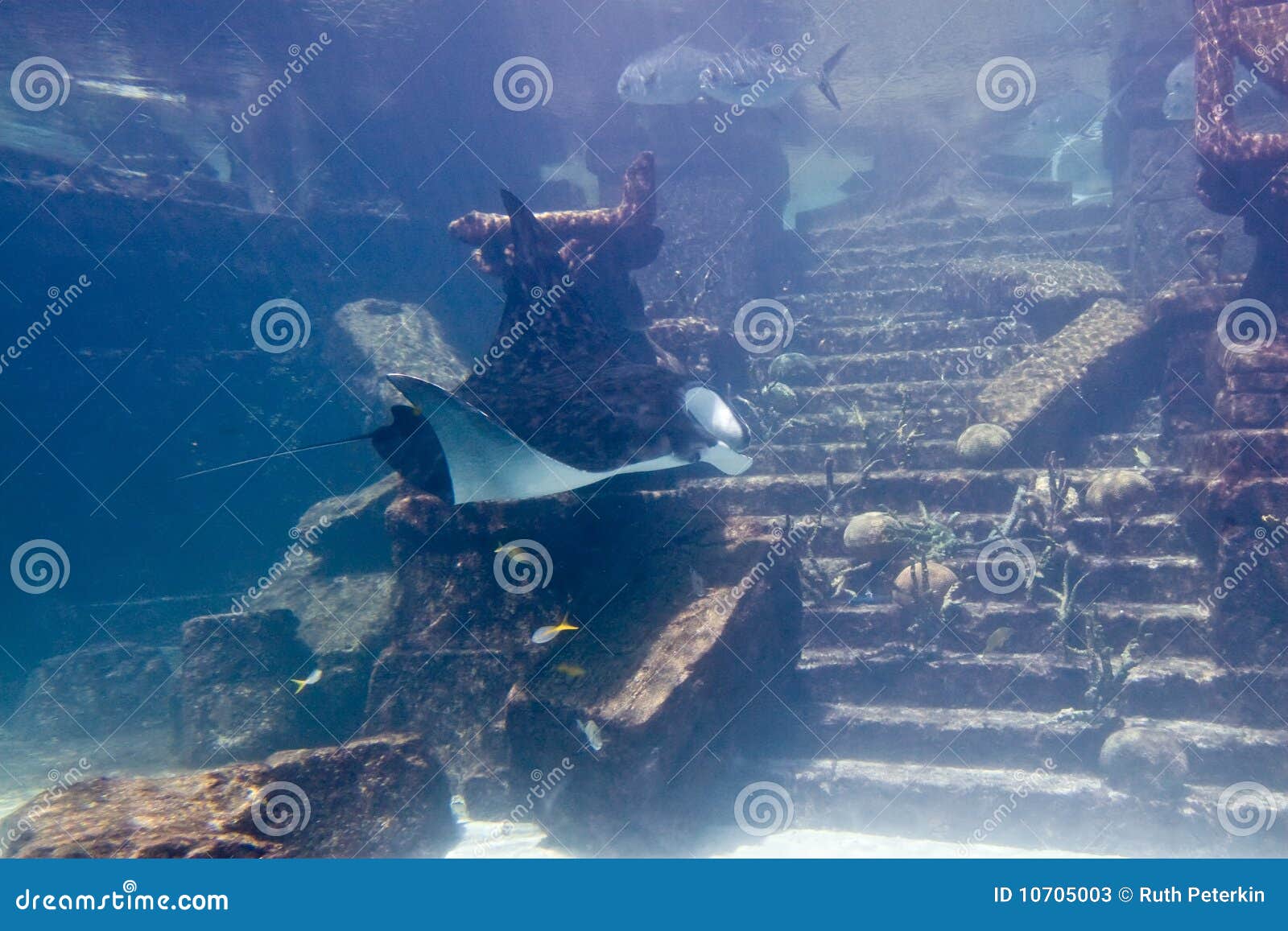 Manta Ray in Aquarium stock image. Image of paradise - 10705003