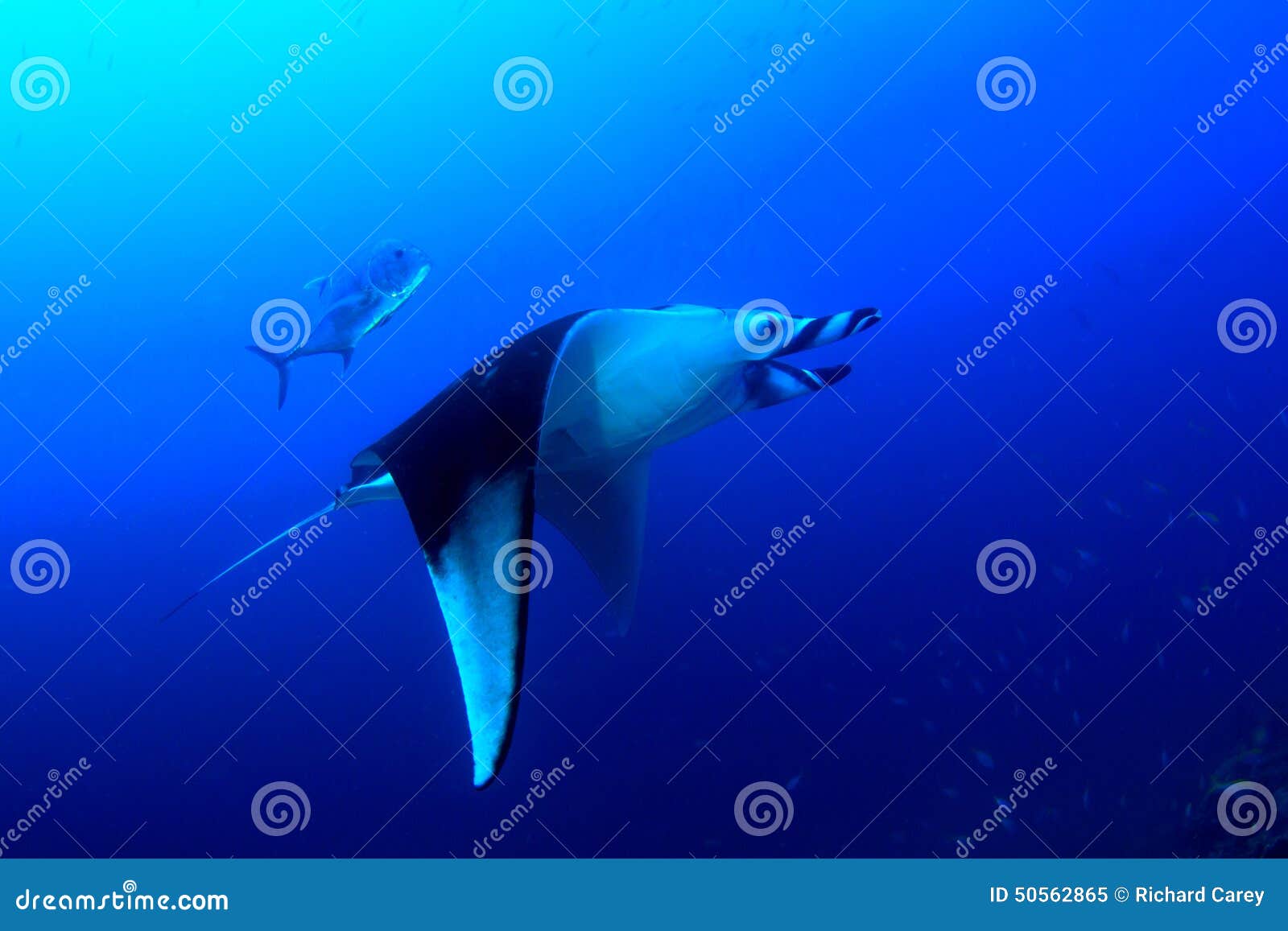 Manta Ray stock image. Image of stingray, reef, wings - 50562865