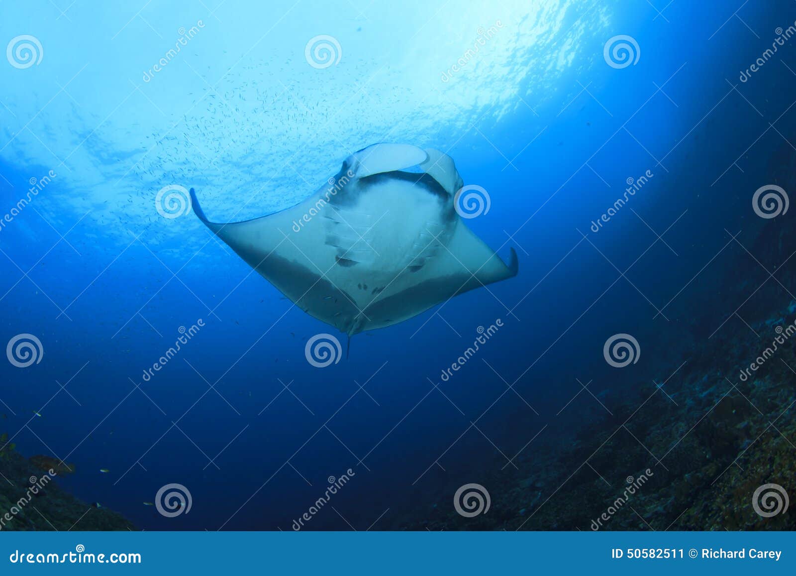 Manta Ray stock image. Image of blue, shark, scuba, indonesia - 50582511