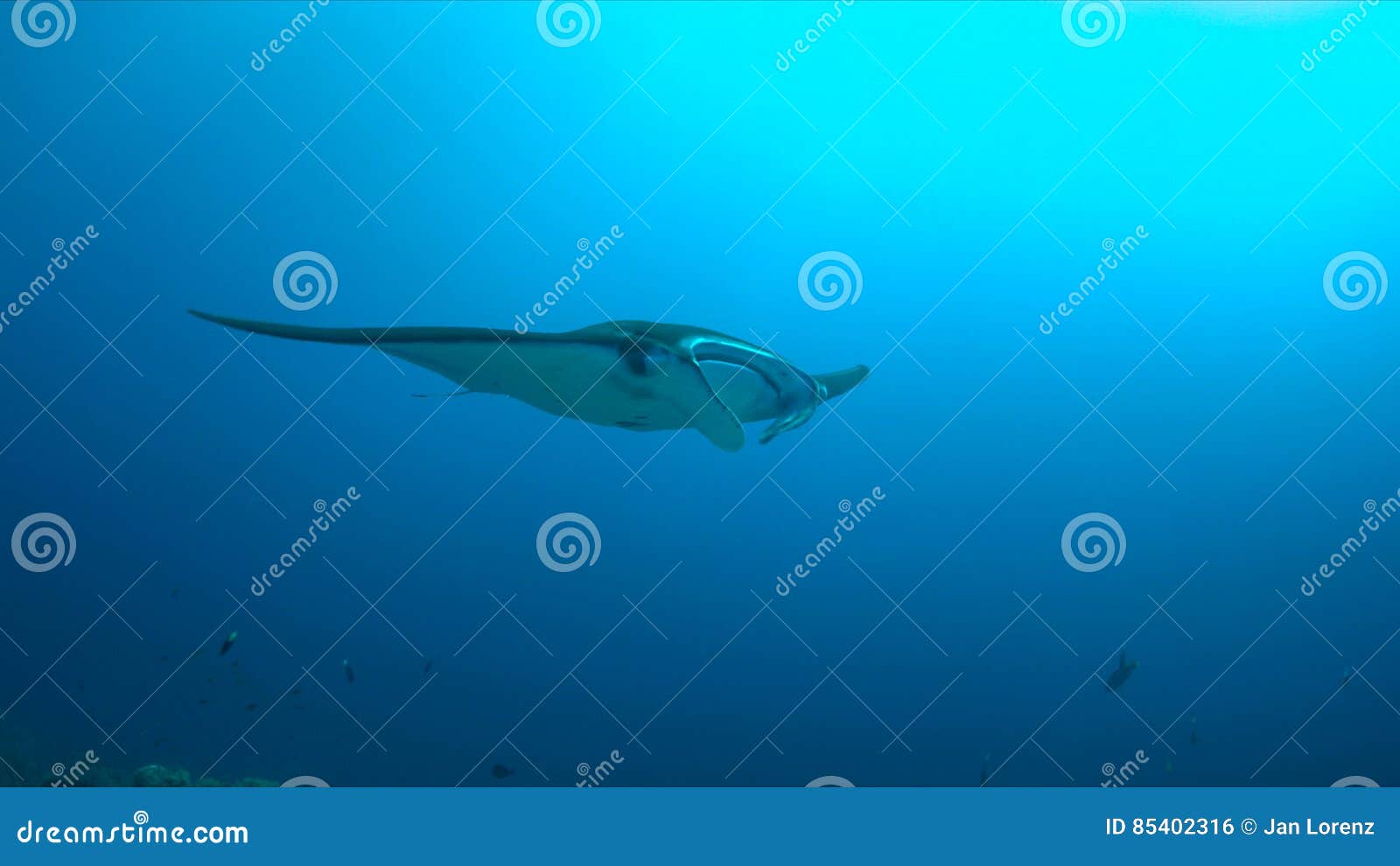 Manta ray in blue water stock photo. Image of tubbataha - 85402316
